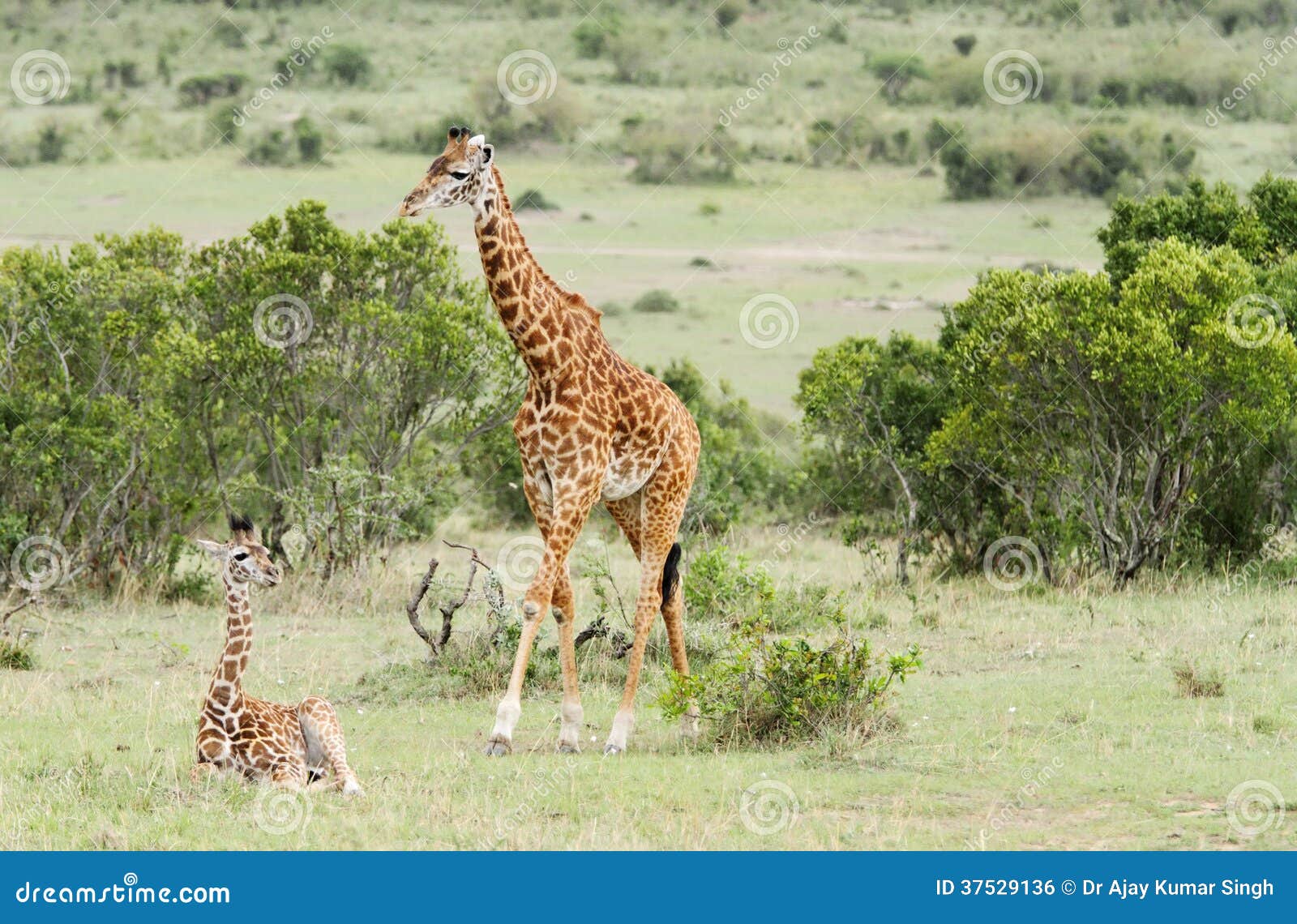 A Giraffe with its calf stock photo. Image of brown, head - 37529136