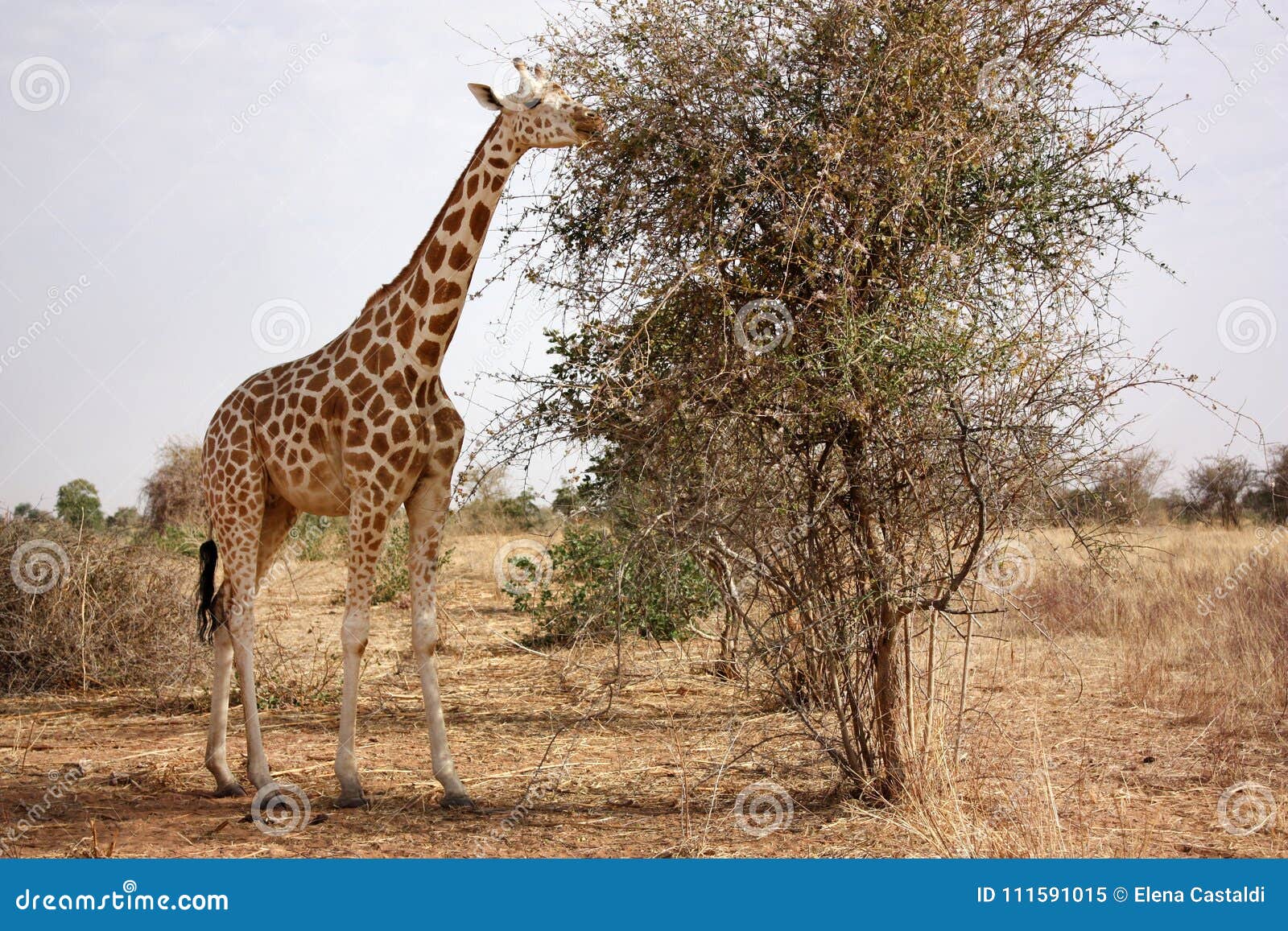 The giraffe stock image. Image of herbivorous, giraffe - 111591015