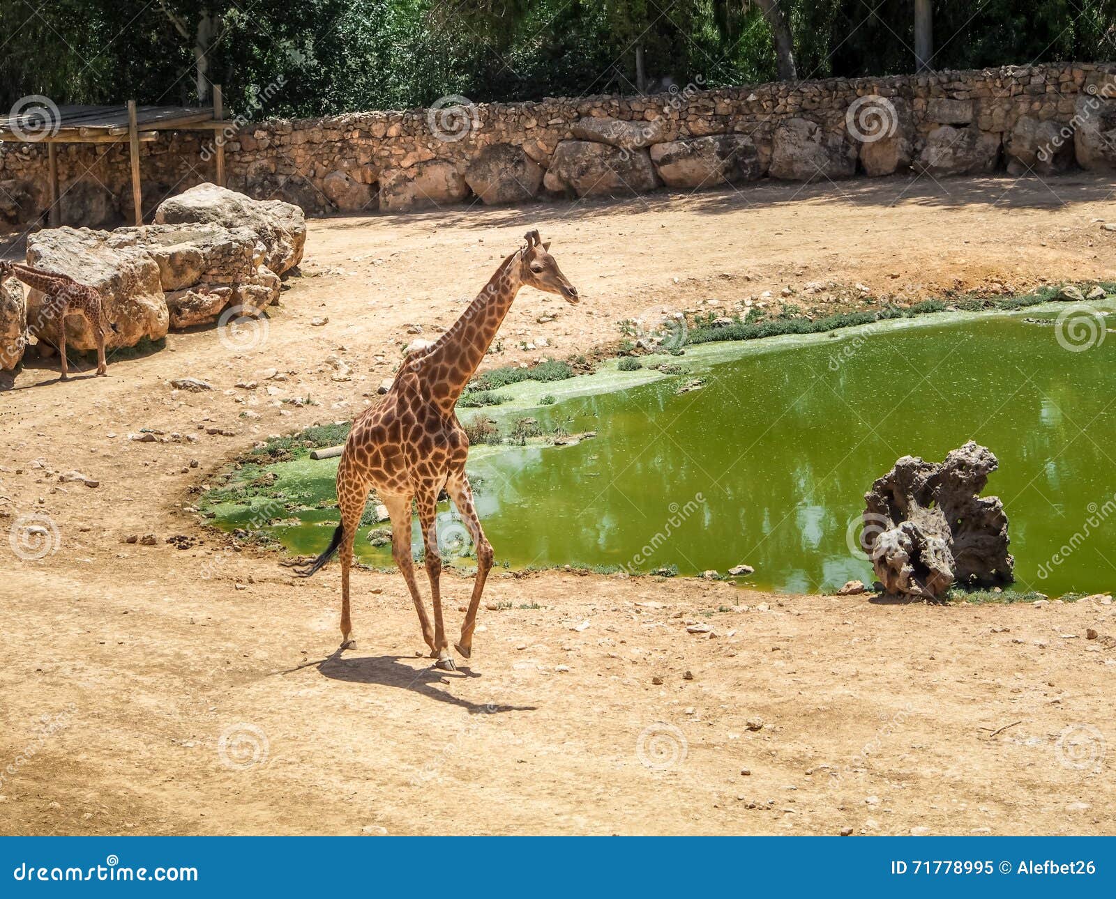 Giraffe, Jerusalem Biblical Zoo in Israel Stock Image - Image of africa ...