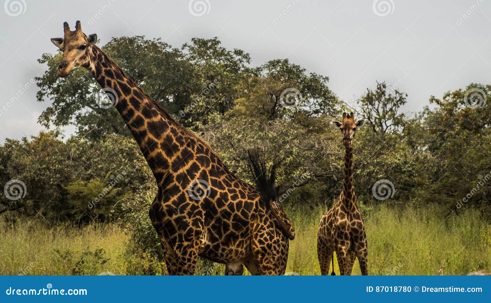 Giraffe stock photo. Image of africa, forest, jungle - 87018780