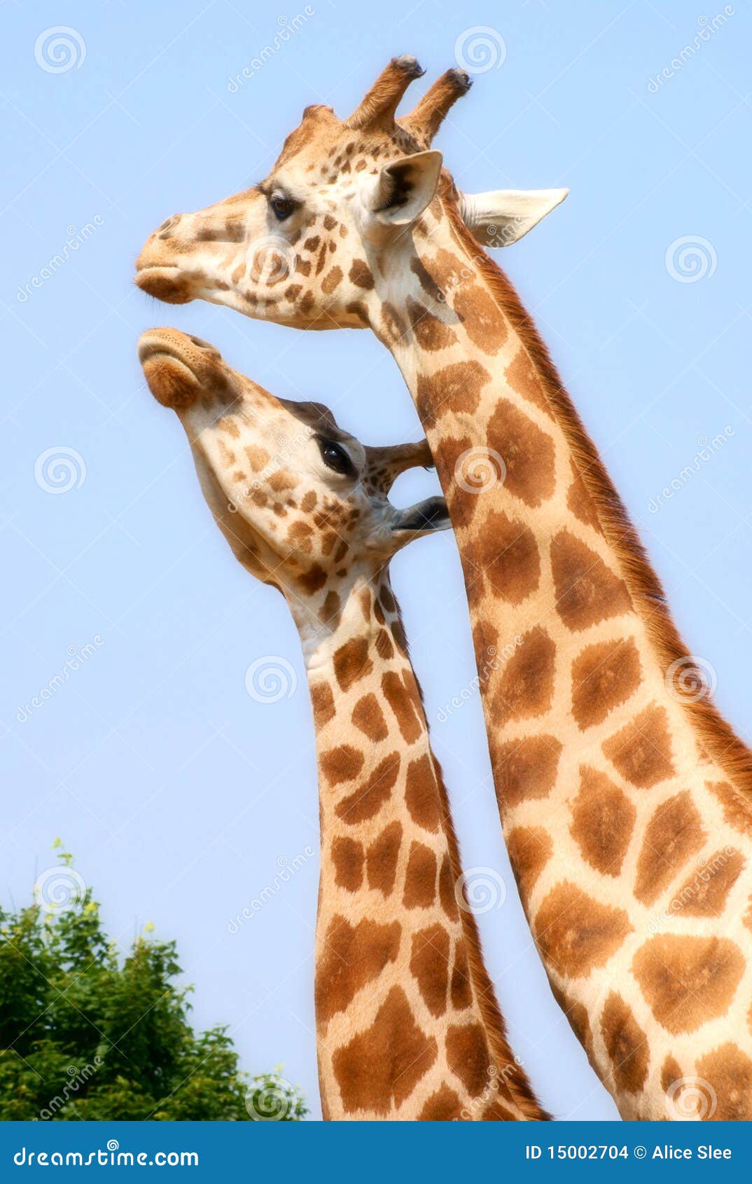 Kissing Giraffes Animation