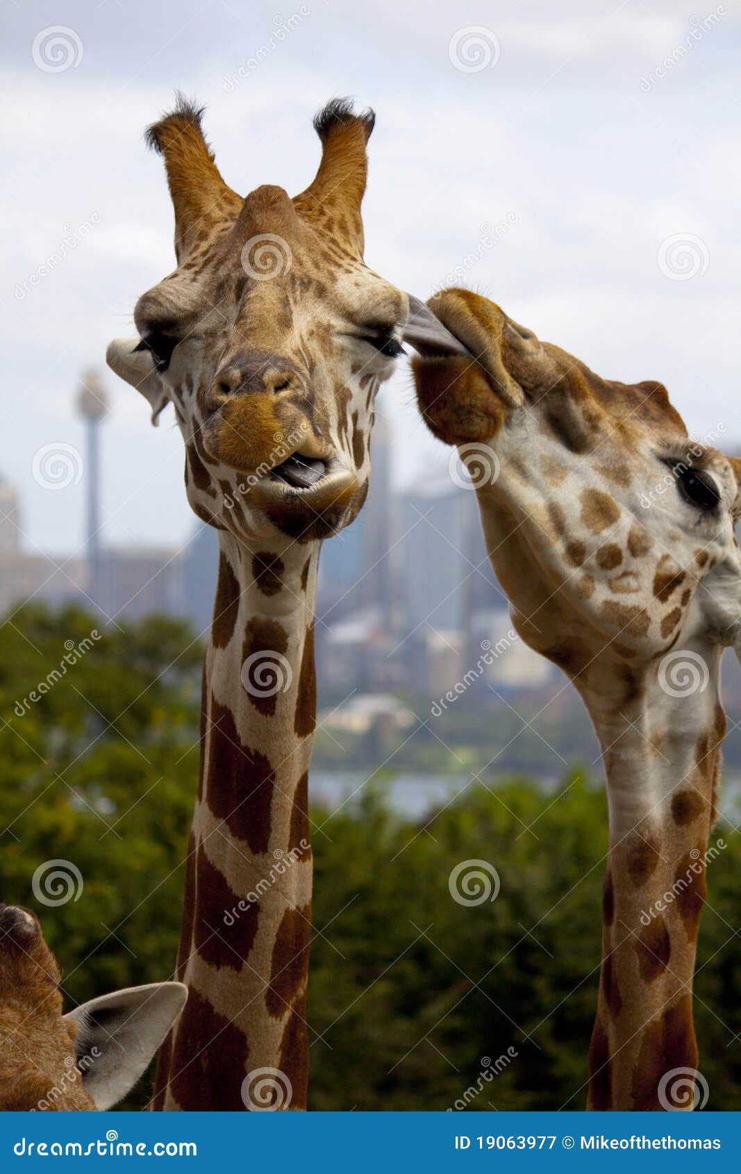 Giraffe Kiss stock image. Image of male, safari, kiss - 19063977