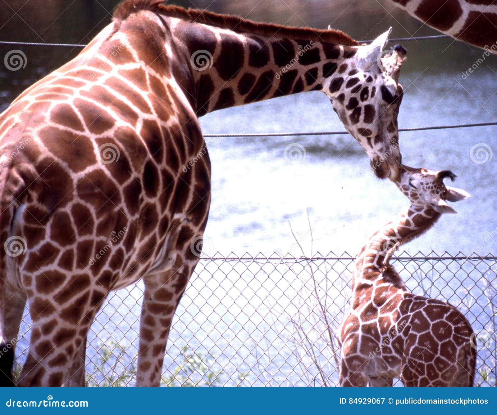 Giraffe Kiss Picture. Image: 84929067