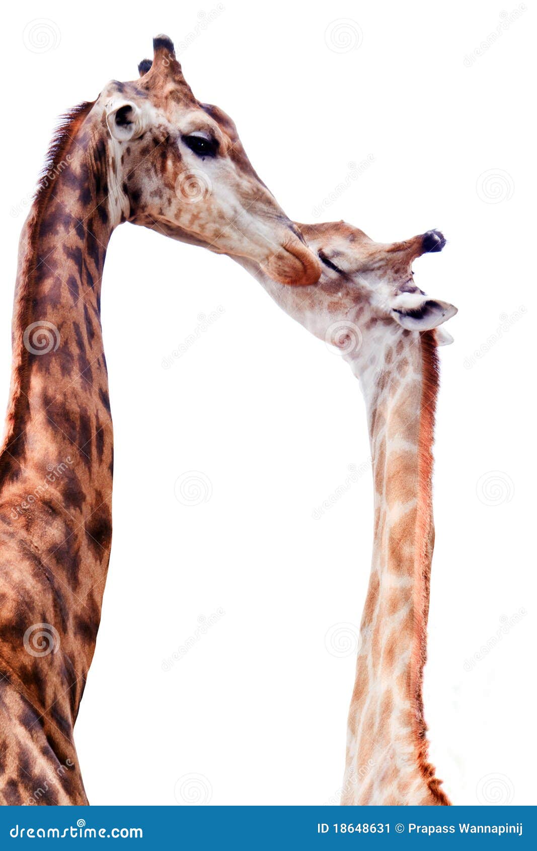 Giraffe Kissing Each Others Stock Image - Image of kissing, wilderness ...