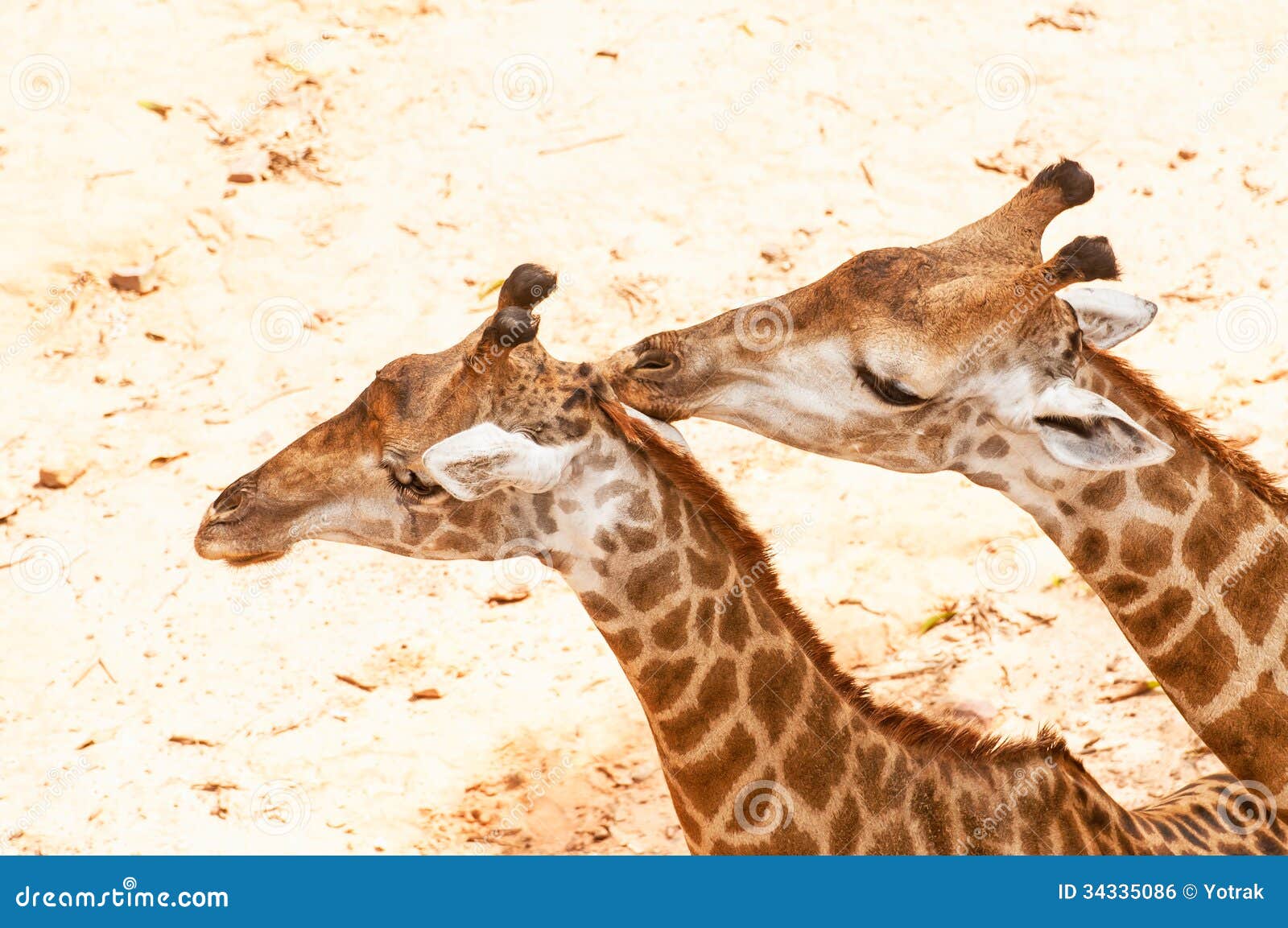 Giraffe kissing giraffe stock photo. Image of travel - 34335086