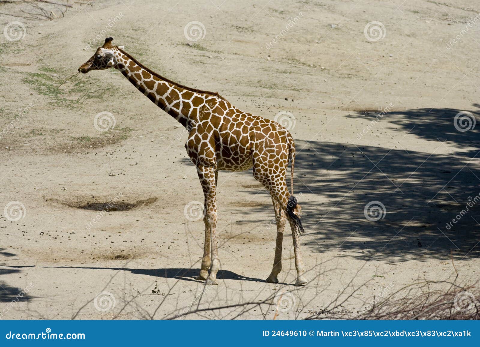 Giraffe land stock photo. Image of african, nature, wild - 24649610