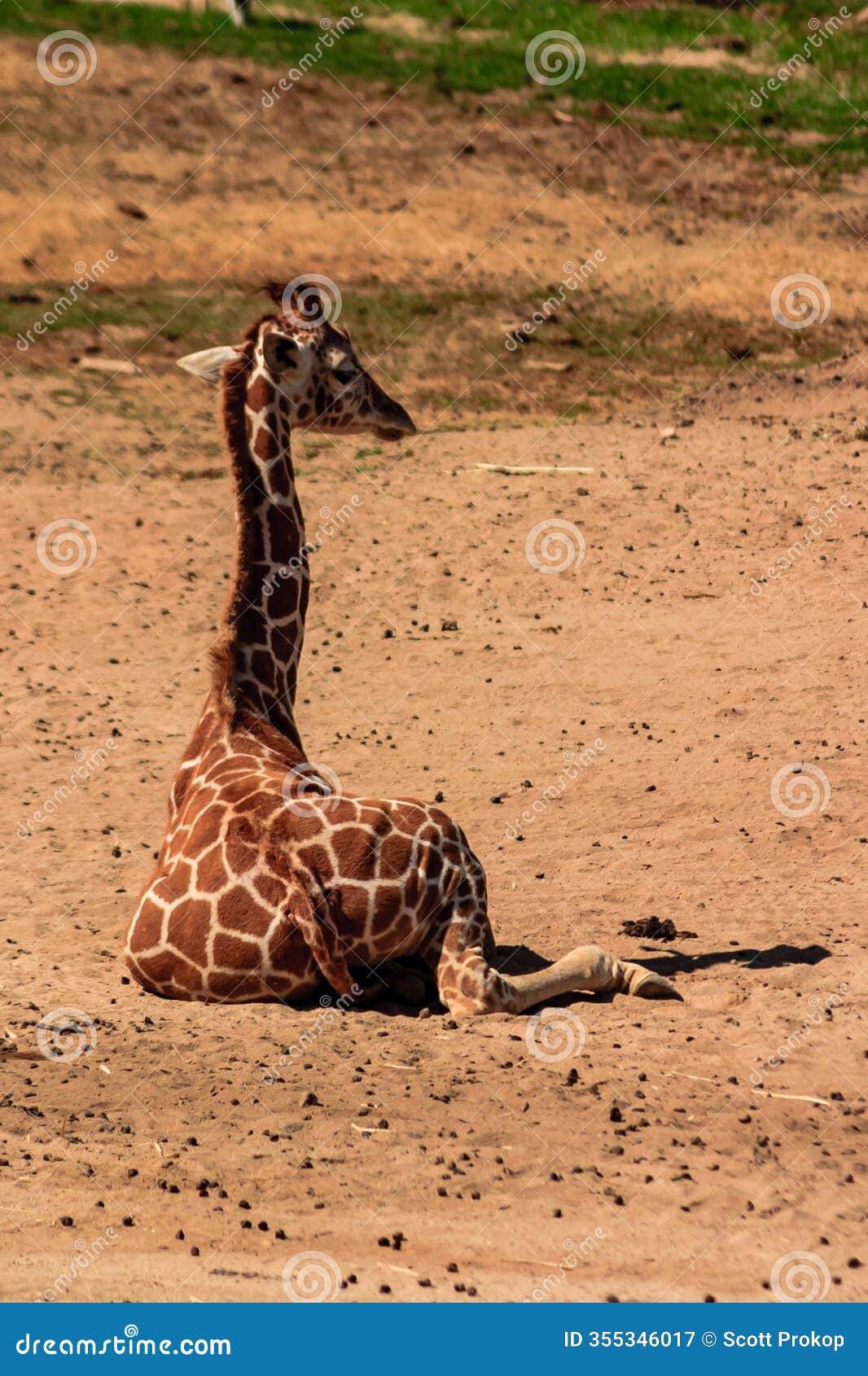 A Giraffe is Laying Down in the Dirt Stock Image - Image of wildlife ...