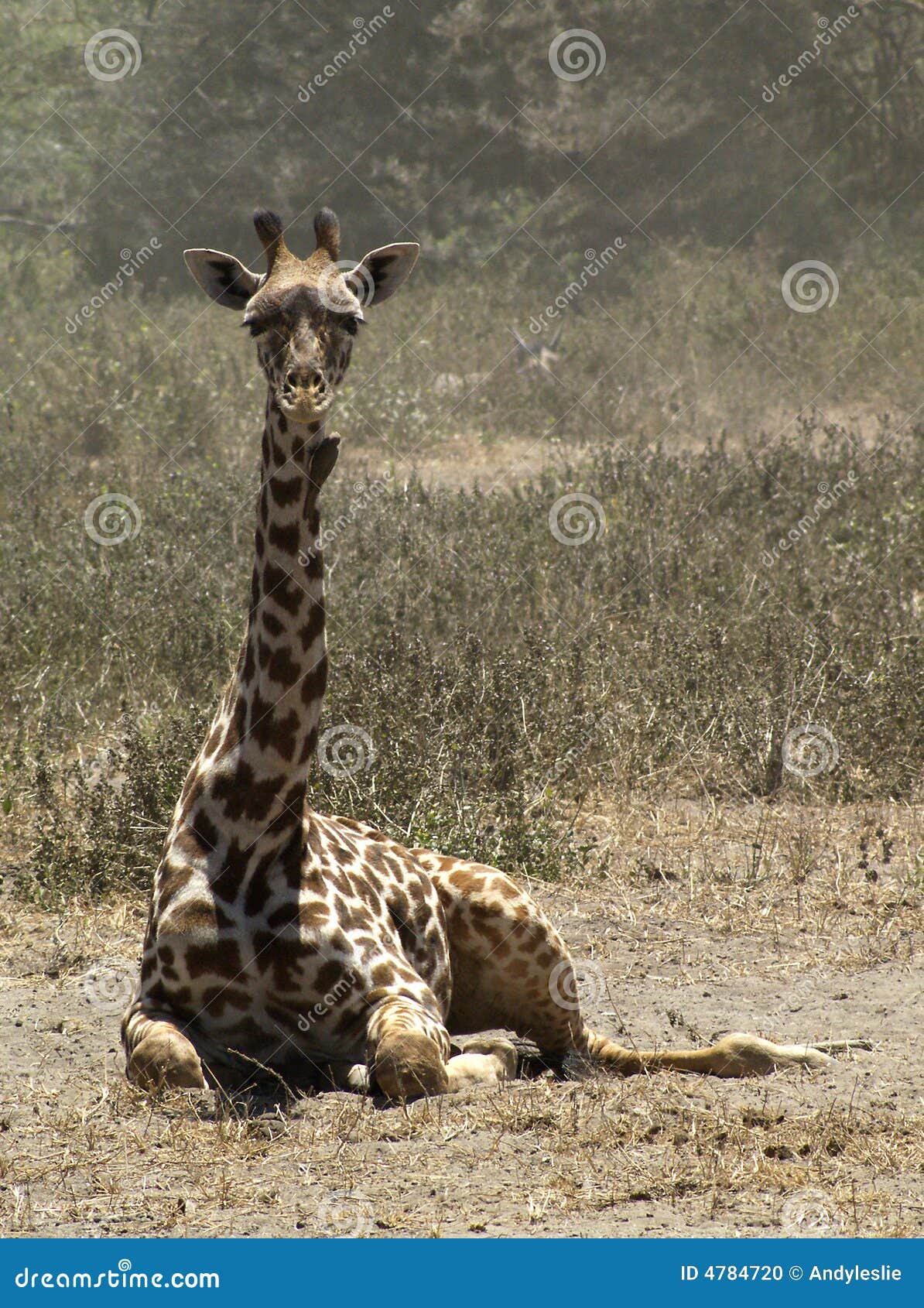 Giraffe Laying on the Ground Stock Photo - Image of camelopardalis ...