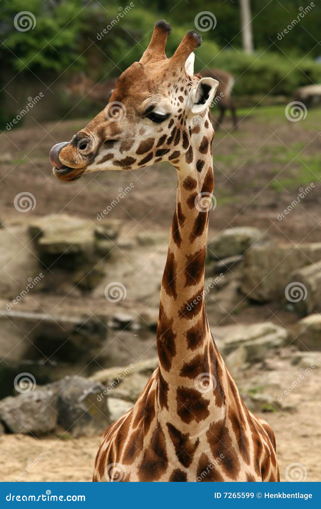 Giraffe licking its lips stock image. Image of mammal - 7265599