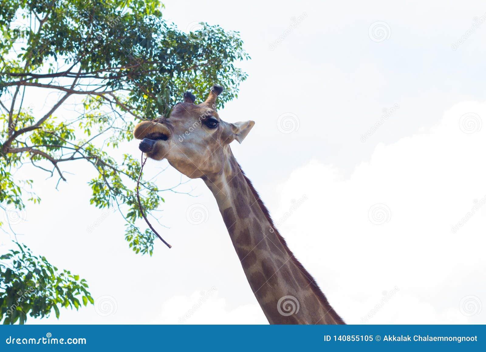 A Giraffe with a long neck stock image. Image of nature - 140855105