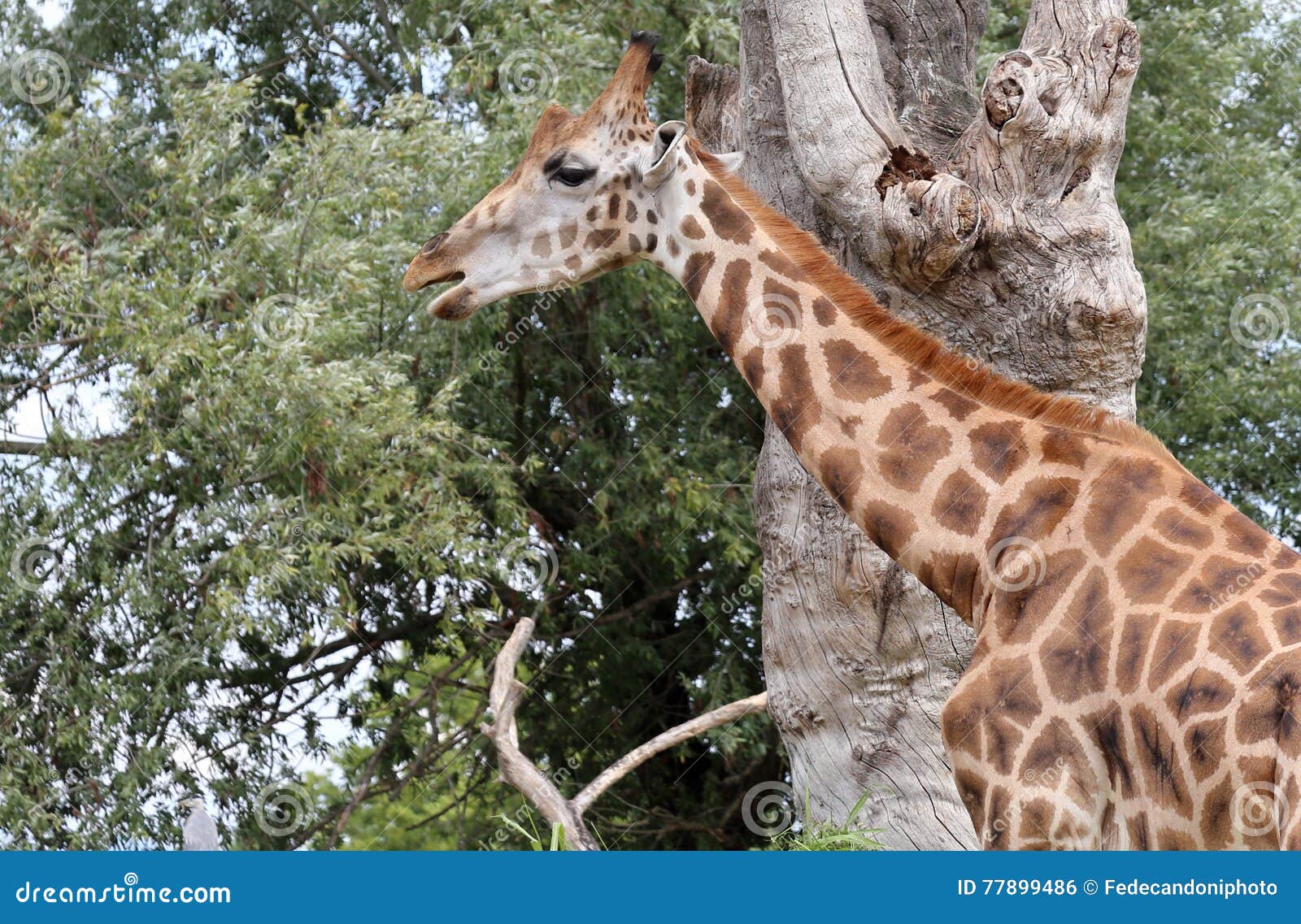 Giraffe with a Long Neck Eats the Leaves Stock Photo - Image of ...