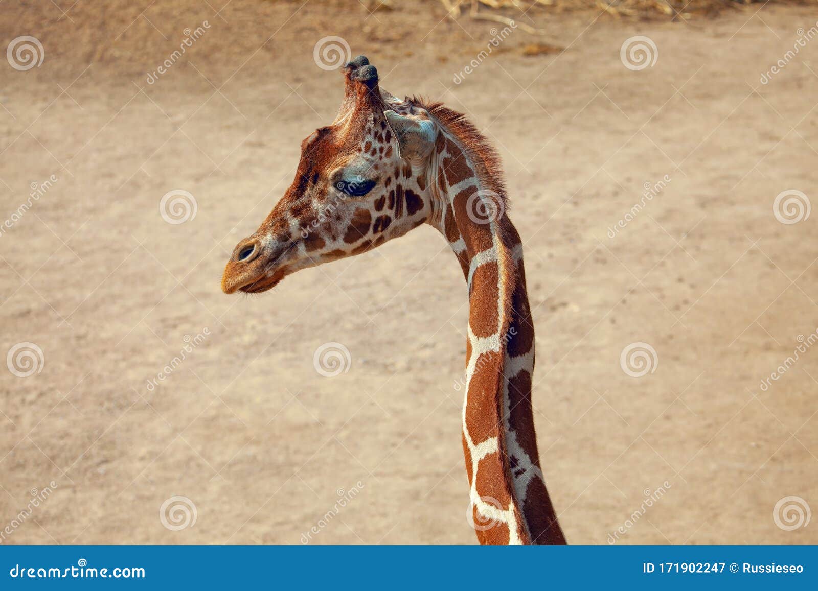 Giraffe long neck stock image. Image of african, africa - 171902247