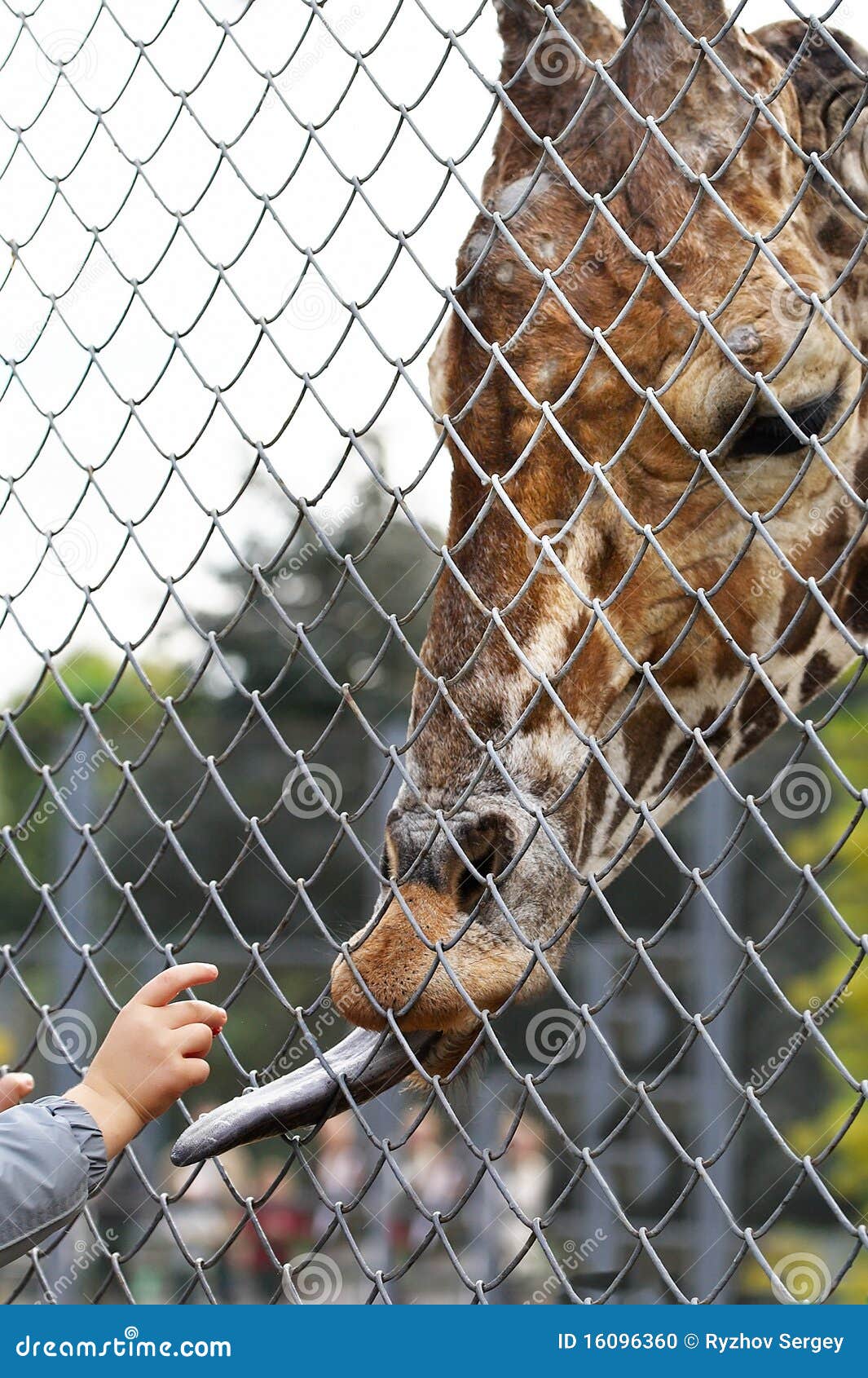 Giraffe with Long Tongue Outside the Fence Stock Photo - Image of ...