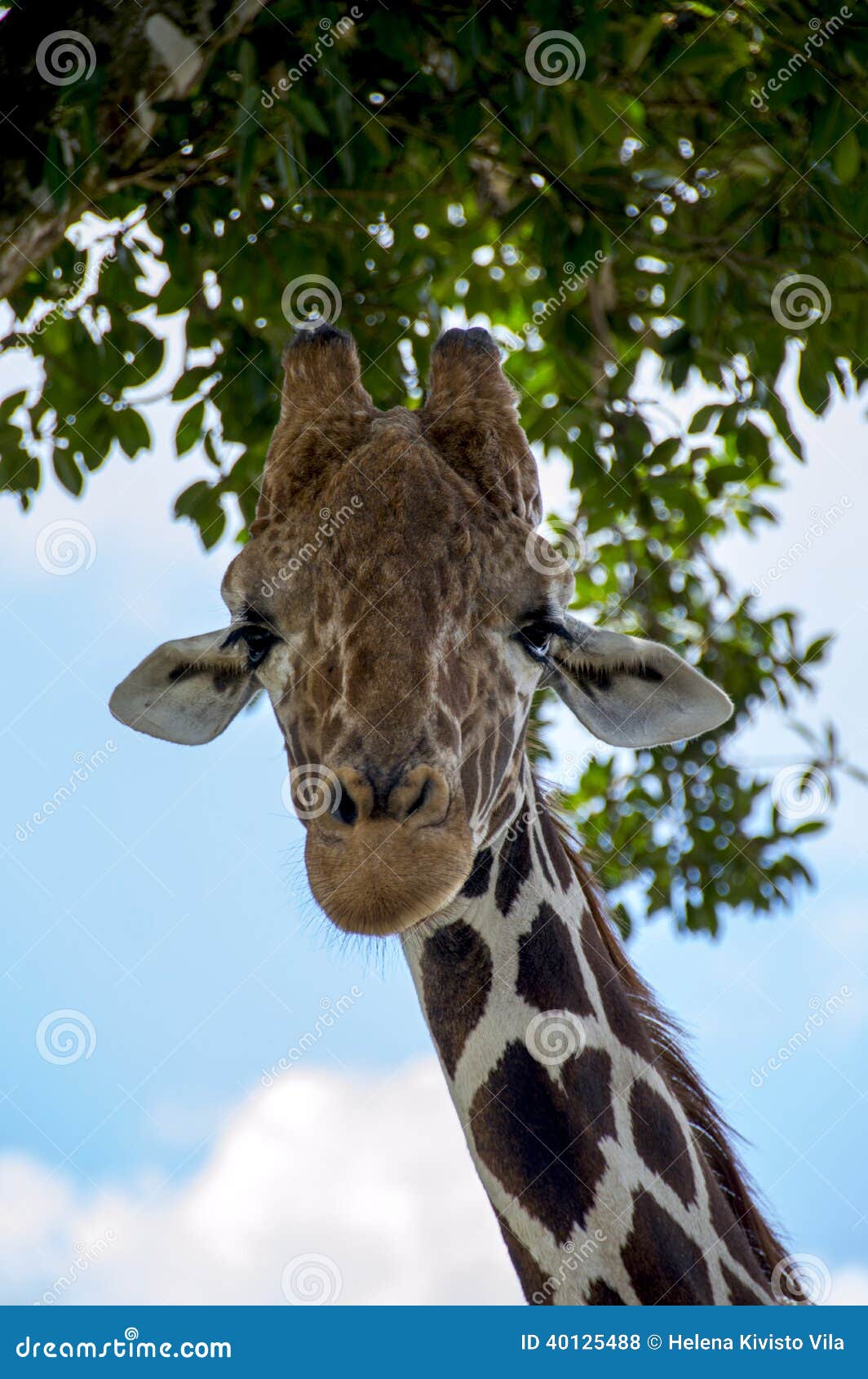 Giraffe Look Through A Lattice Royalty-Free Stock Photo | CartoonDealer ...