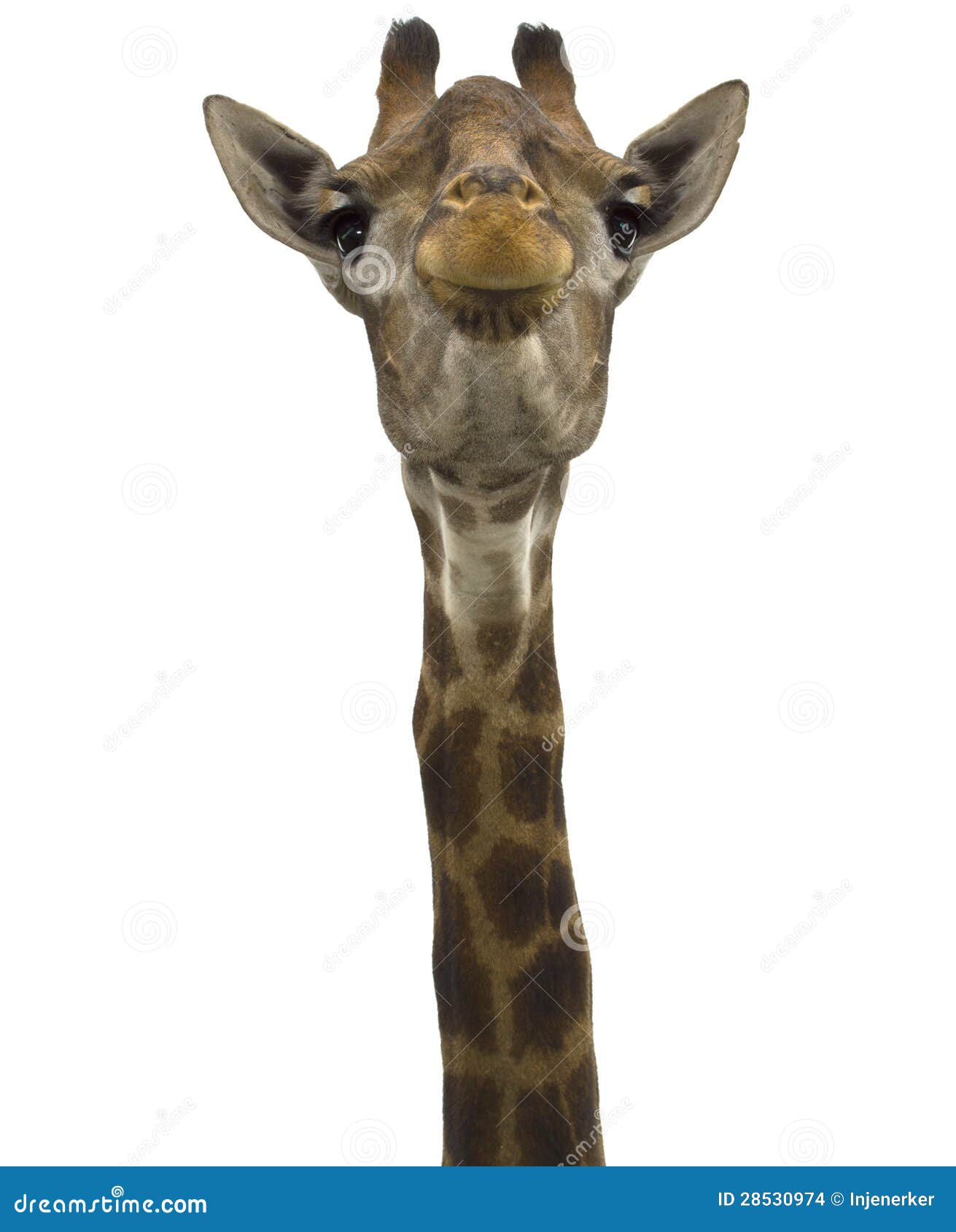 Giraffe Look Directly Stock Photos - Free & Royalty-Free Stock Photos ...