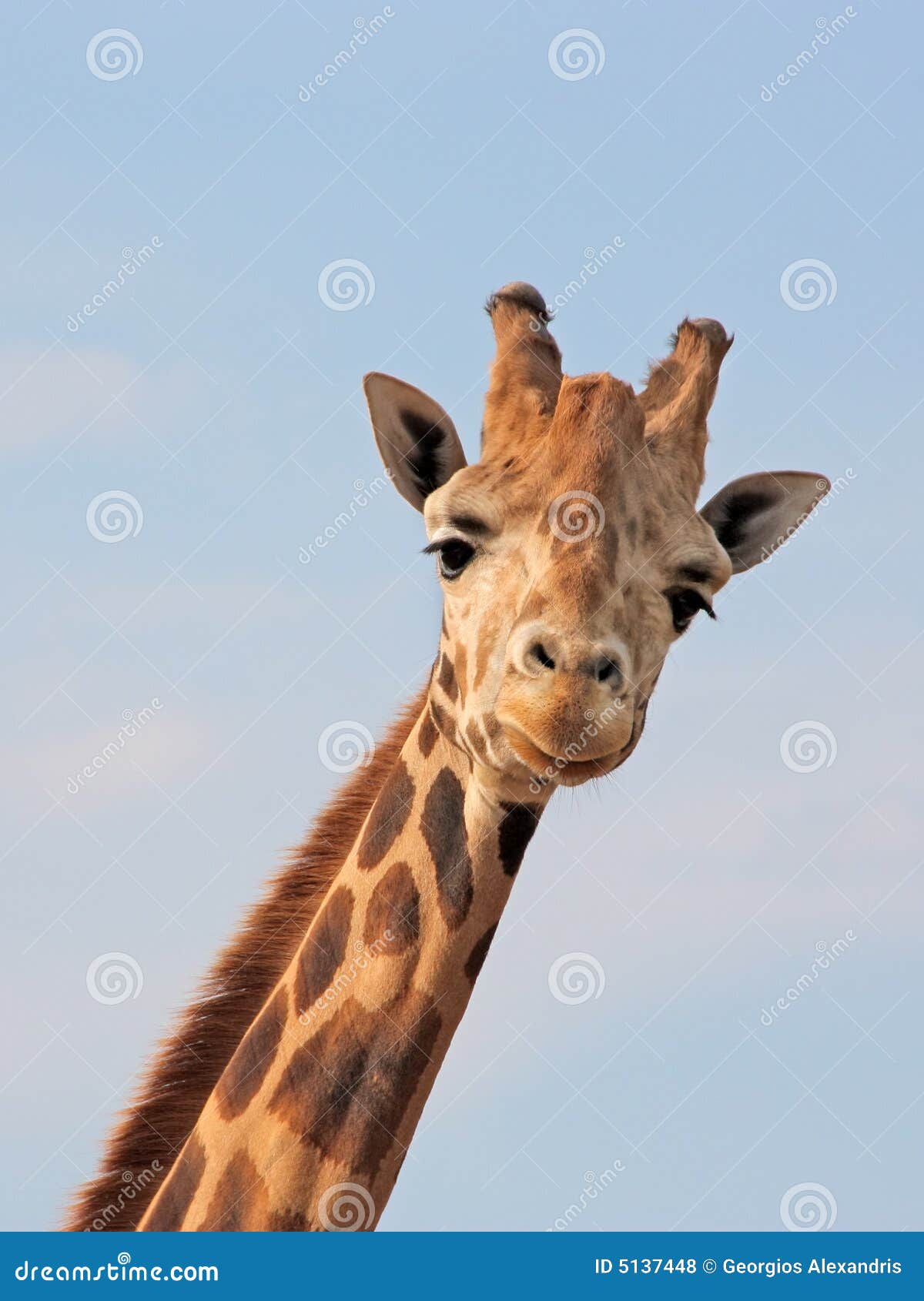 Giraffe Looking stock photo. Image of wild, giraffes, africa - 5137448