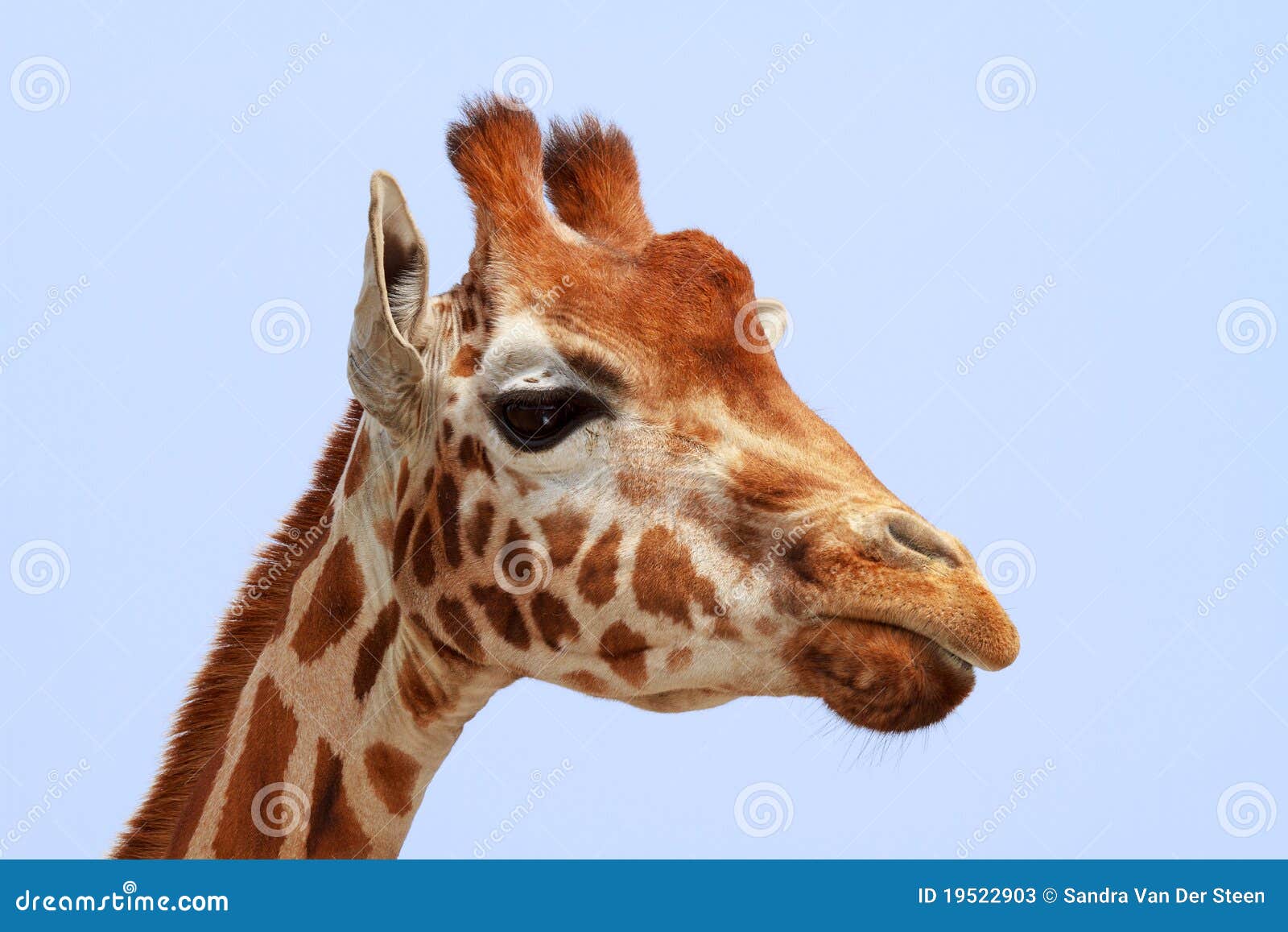 Giraffe Looking into Camera Stock Image - Image of looking, african ...