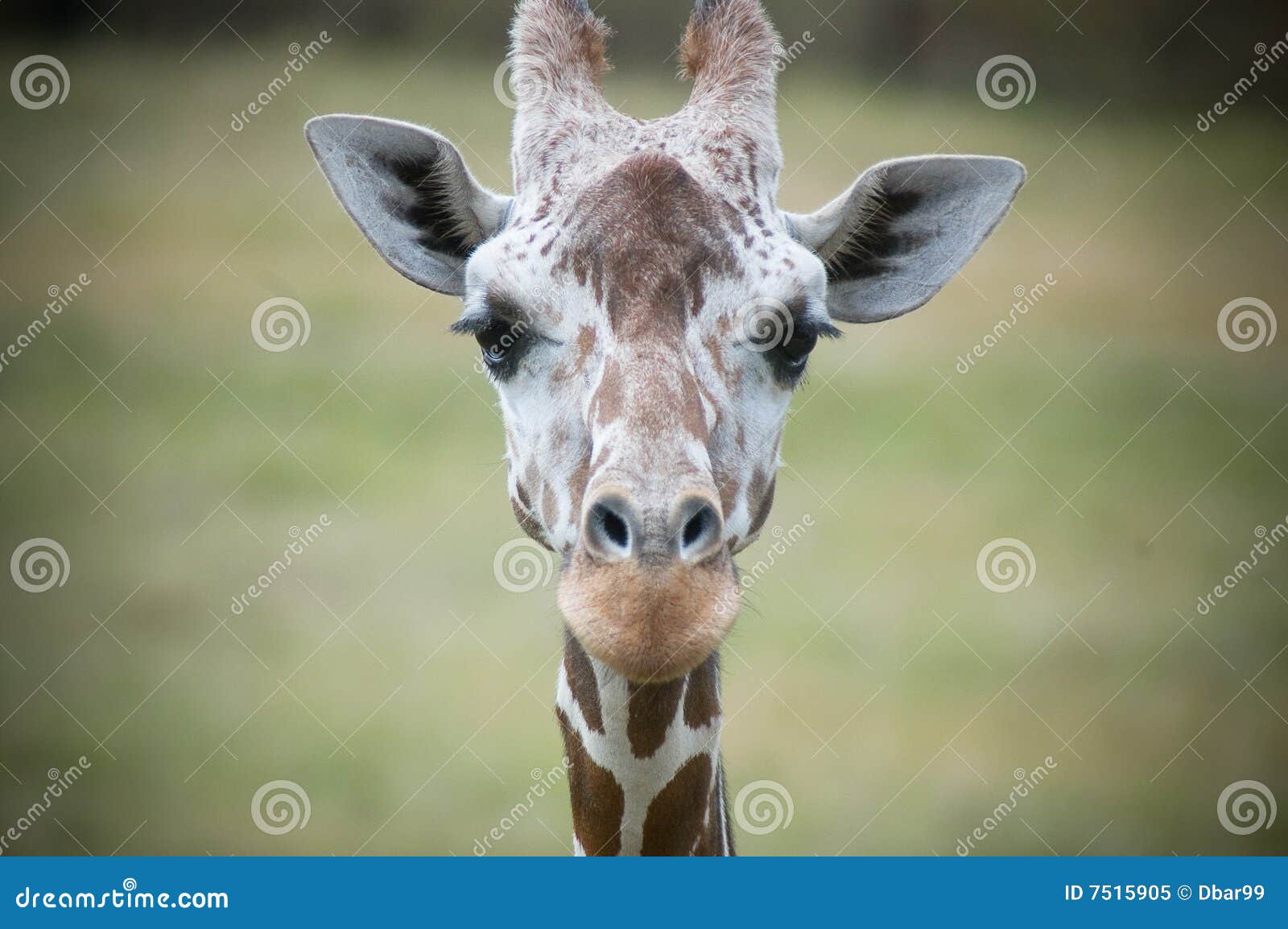 Giraffe Looking into Camera Stock Image - Image of africa, mammal: 7515905