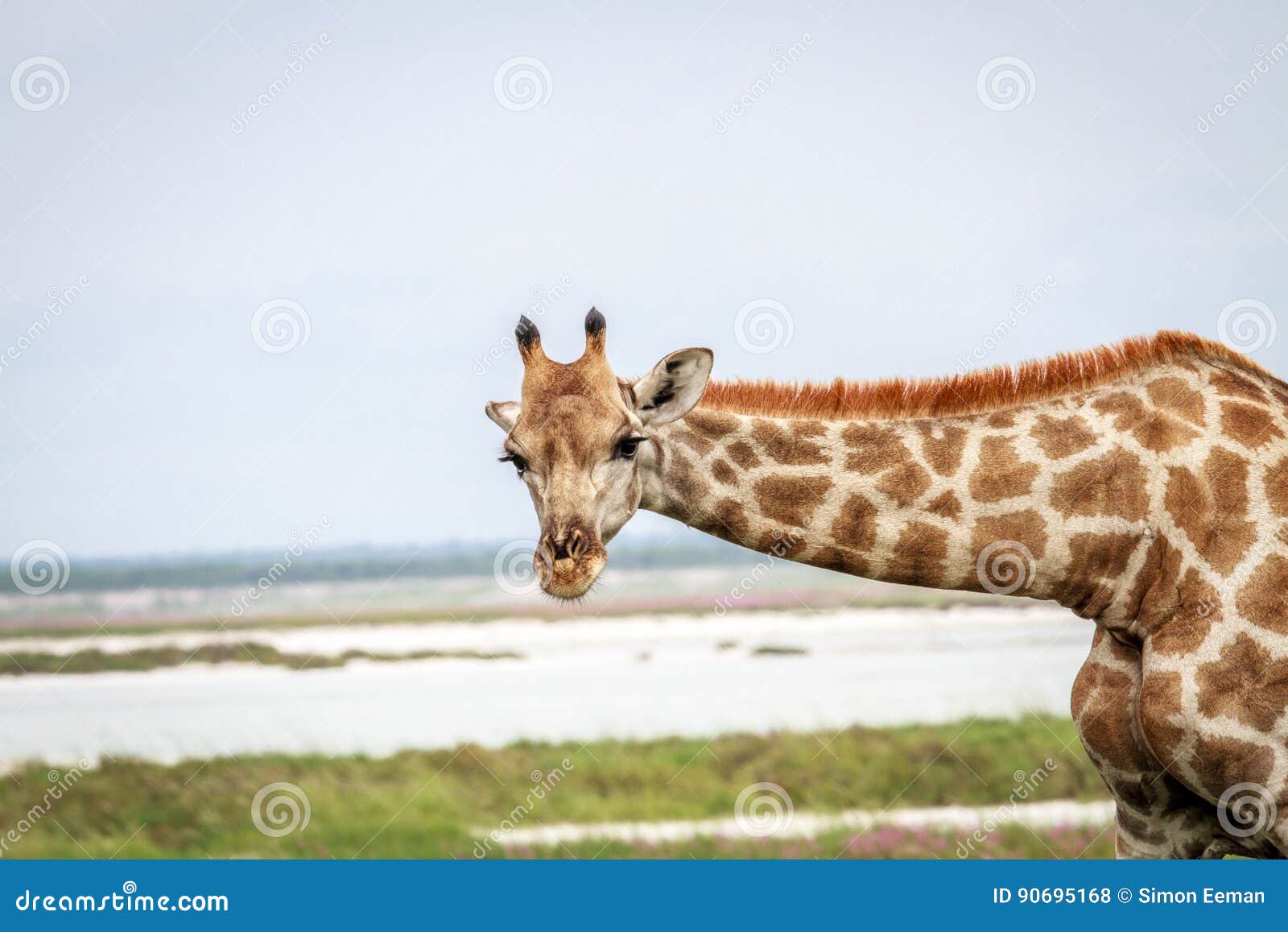 Giraffe Looking at the Camera. Stock Photo - Image of africa, giraffes ...