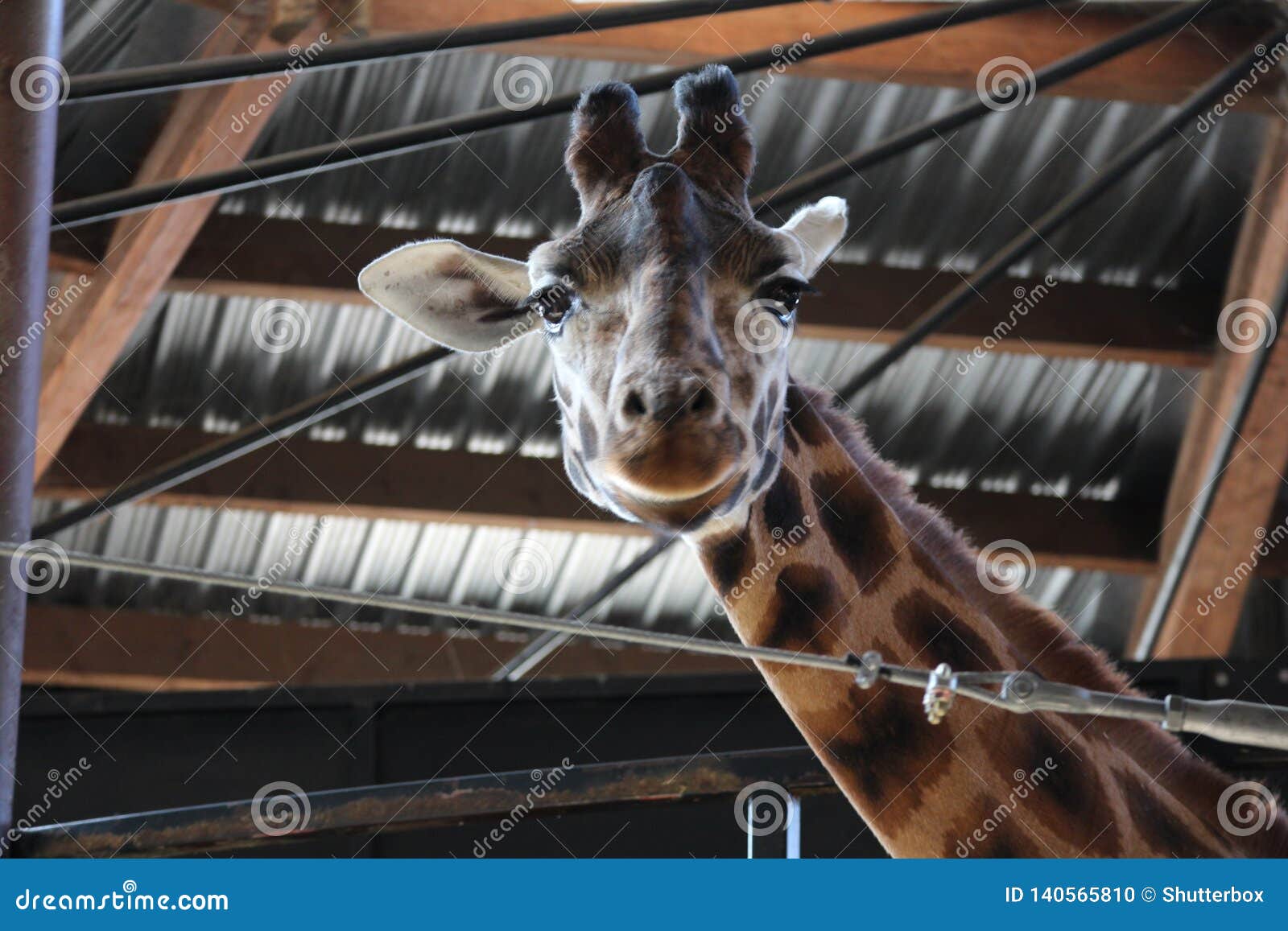 Giraffe Looking at Camera with Grin on Face Stock Photo - Image of ...