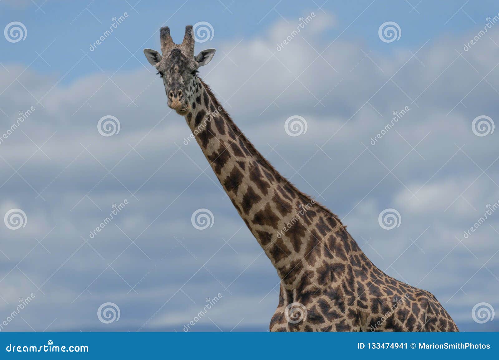 Giraffe Looking at Camera from Right Stock Image - Image of kenya, blue ...