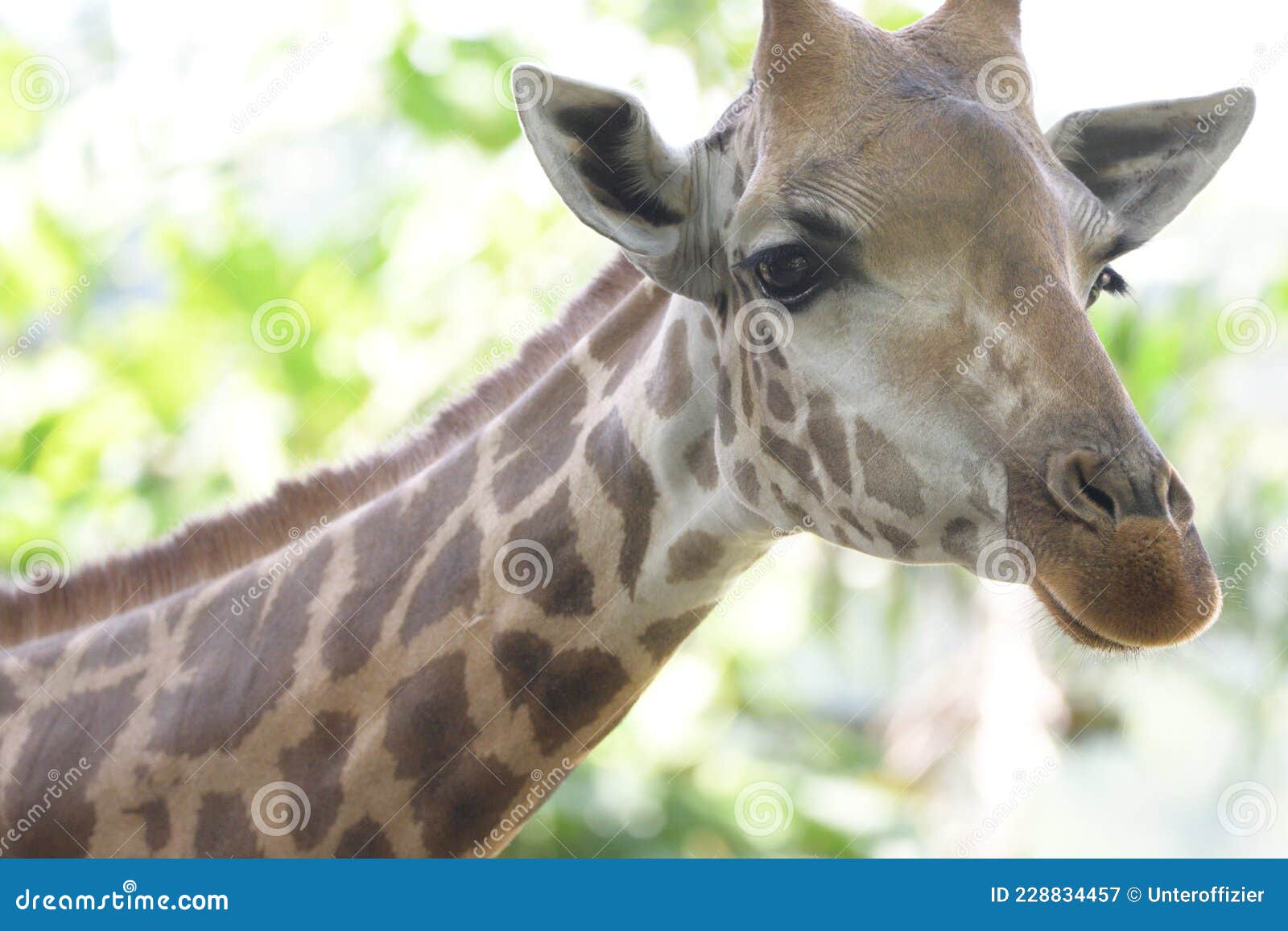 A Giraffe Looking at the Camera in the Wild Stock Image - Image of ...