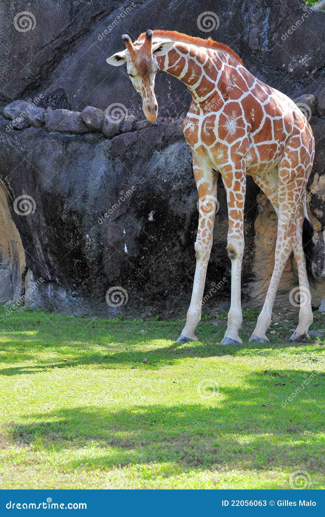 Giraffe Looking Down stock image. Image of grass, large - 22056063