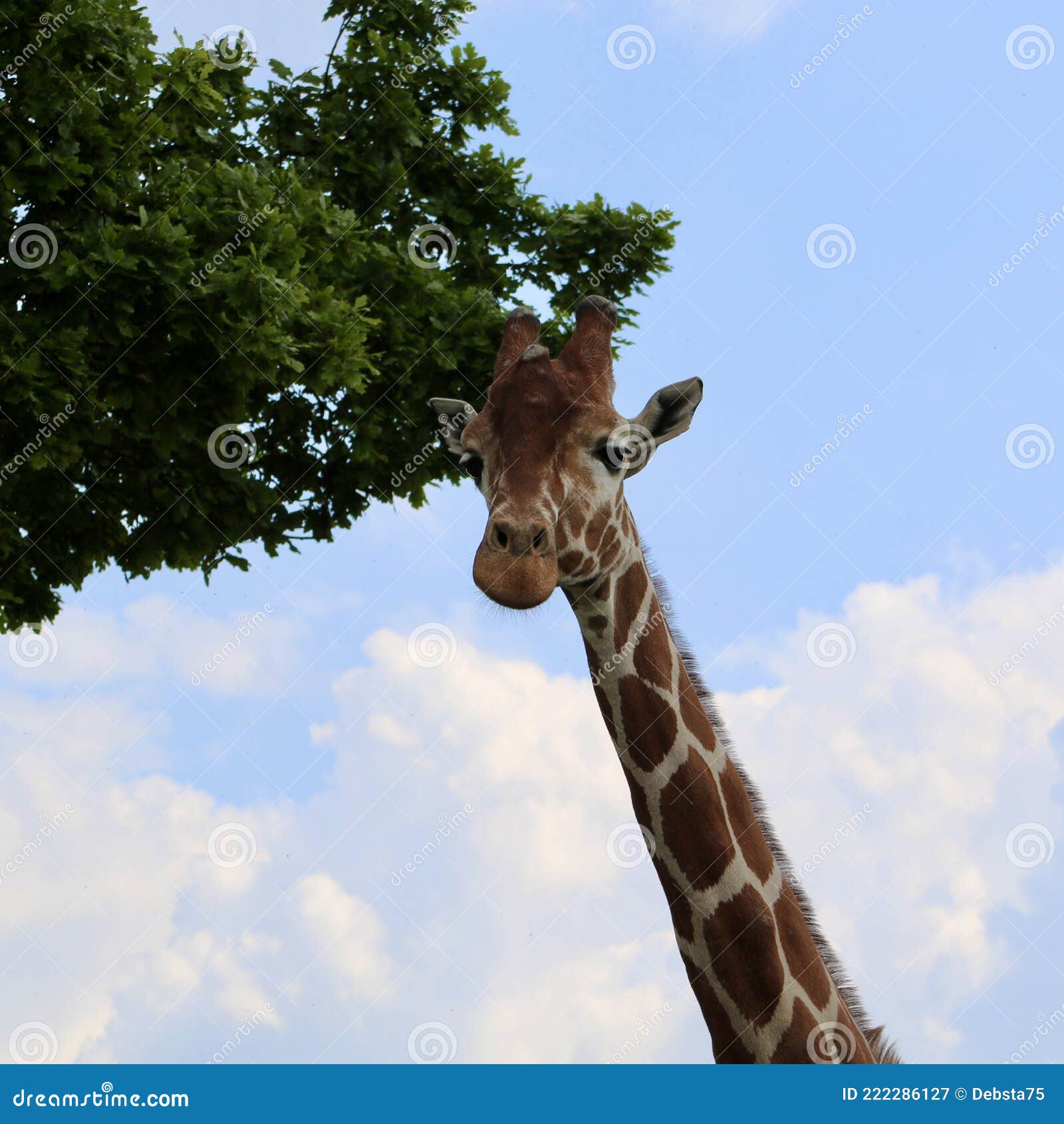 Giraffe Looking Down, Blue Sky Stock Image - Image of giraffe, blue ...