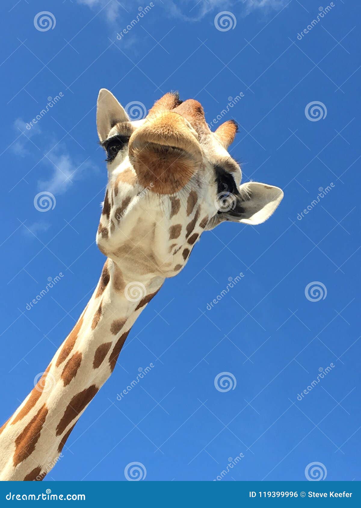 Giraffe looking down stock photo. Image of spots, neck - 119399996