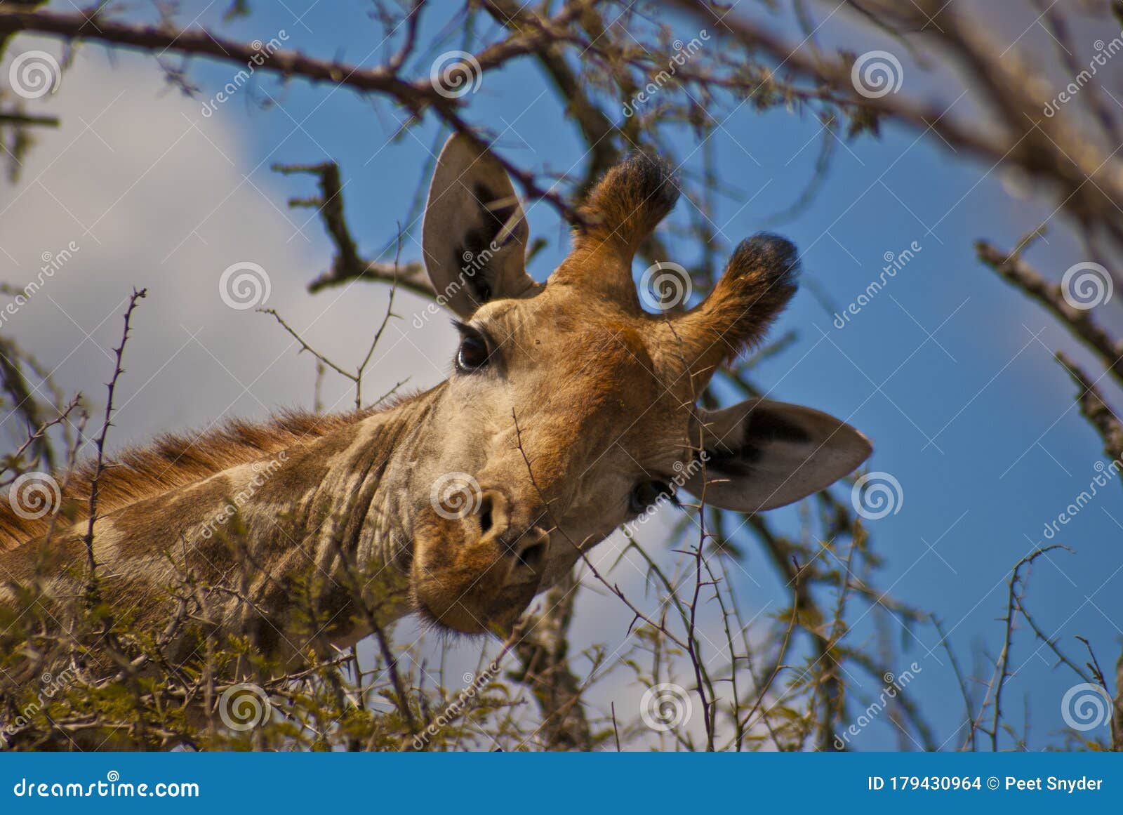 Giraffe Looking Down from High through Tree Branches Stock Photo ...