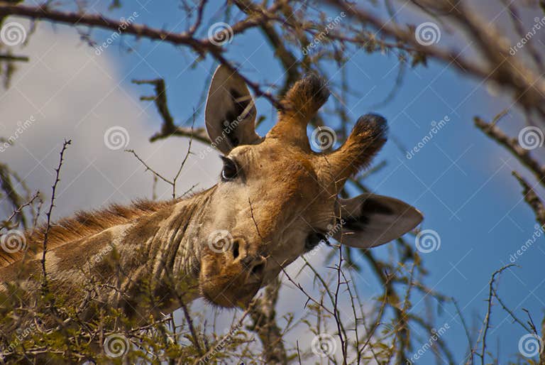 Giraffe Looking Down from High through Tree Branches Stock Photo ...