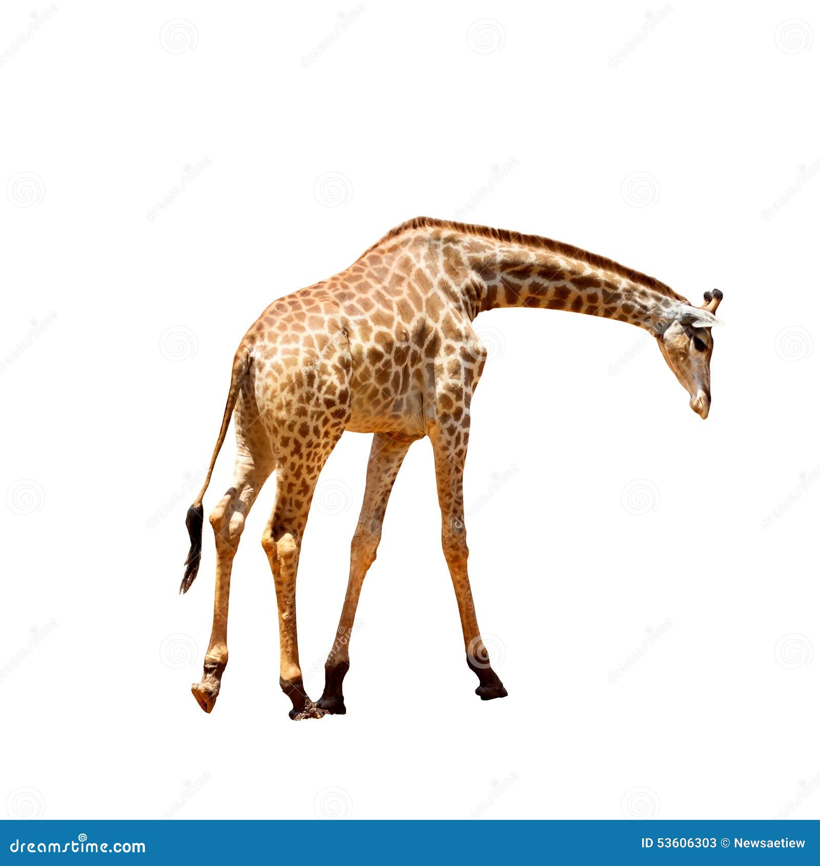 Giraffe Looking Sideways Stock Photography | CartoonDealer.com #76538972