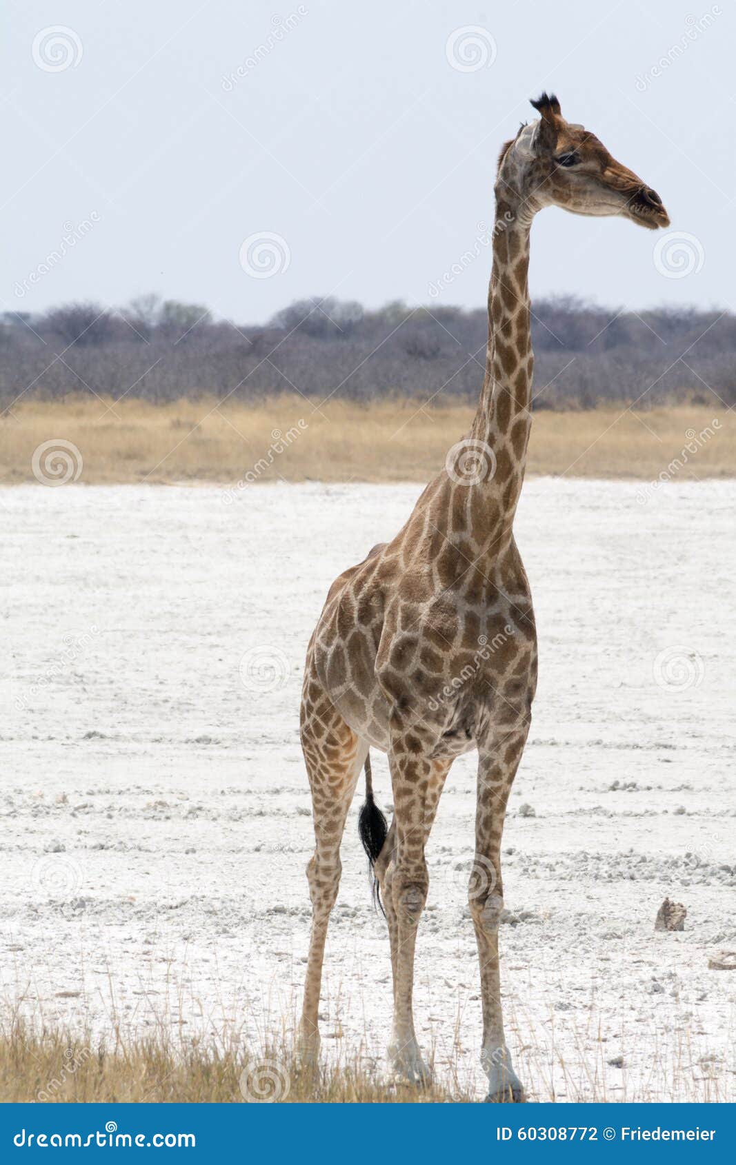 Giraffe looking left stock photo. Image of park, adventure - 60308772