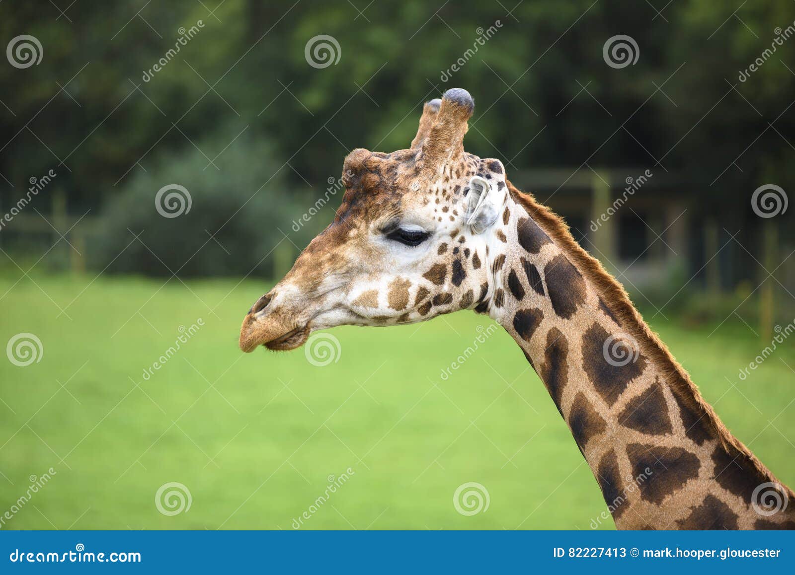Giraffe looking left stock image. Image of tall, spotted - 82227413