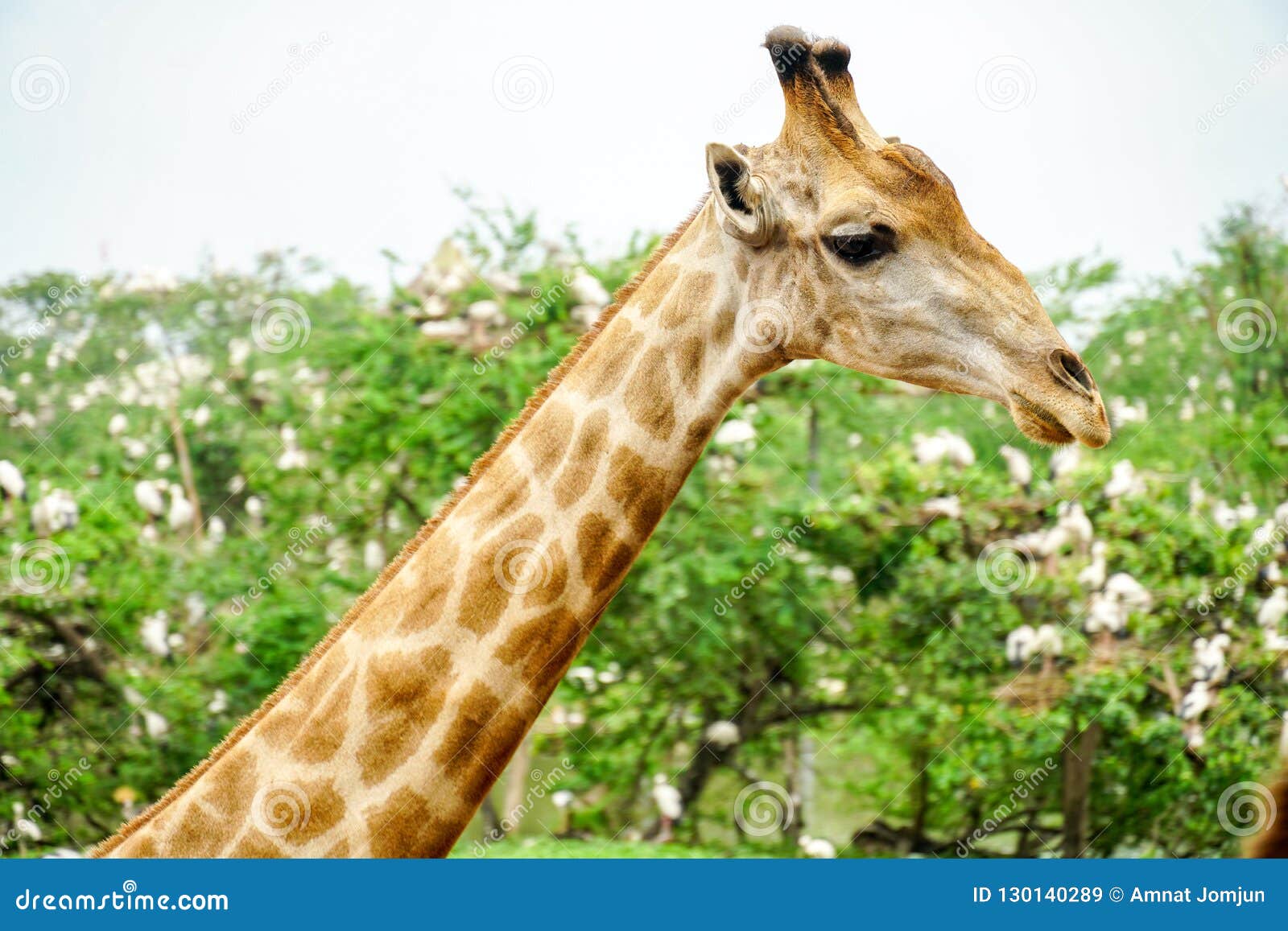 A Giraffe Looking and Listening Stock Image - Image of green, face ...