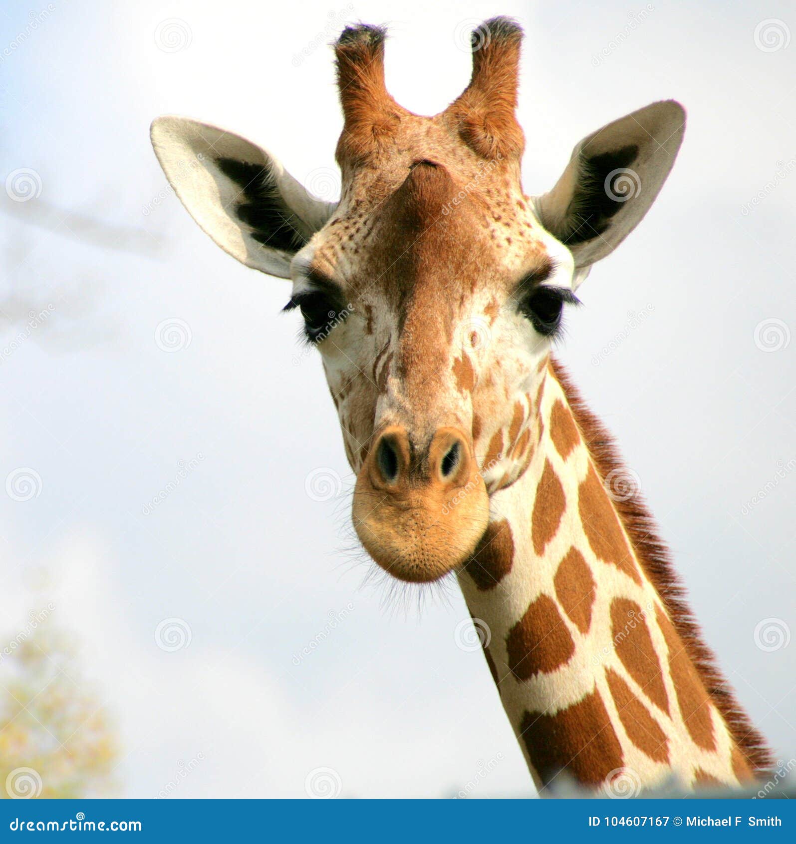 A giraffe stock image. Image of looking, animal, camouflage - 104607167
