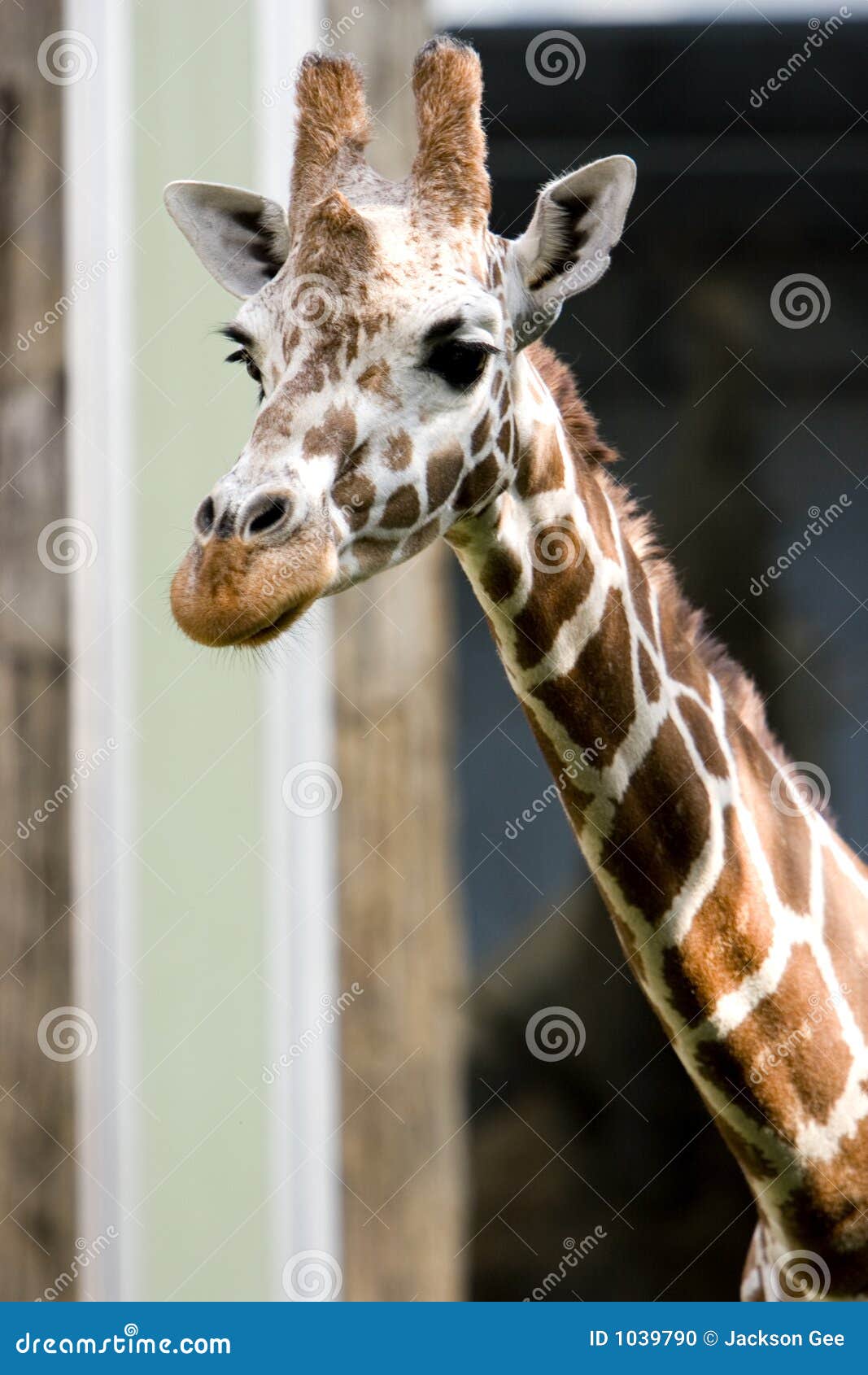 Giraffe looking over stock photo. Image of eyes, wild - 1039790