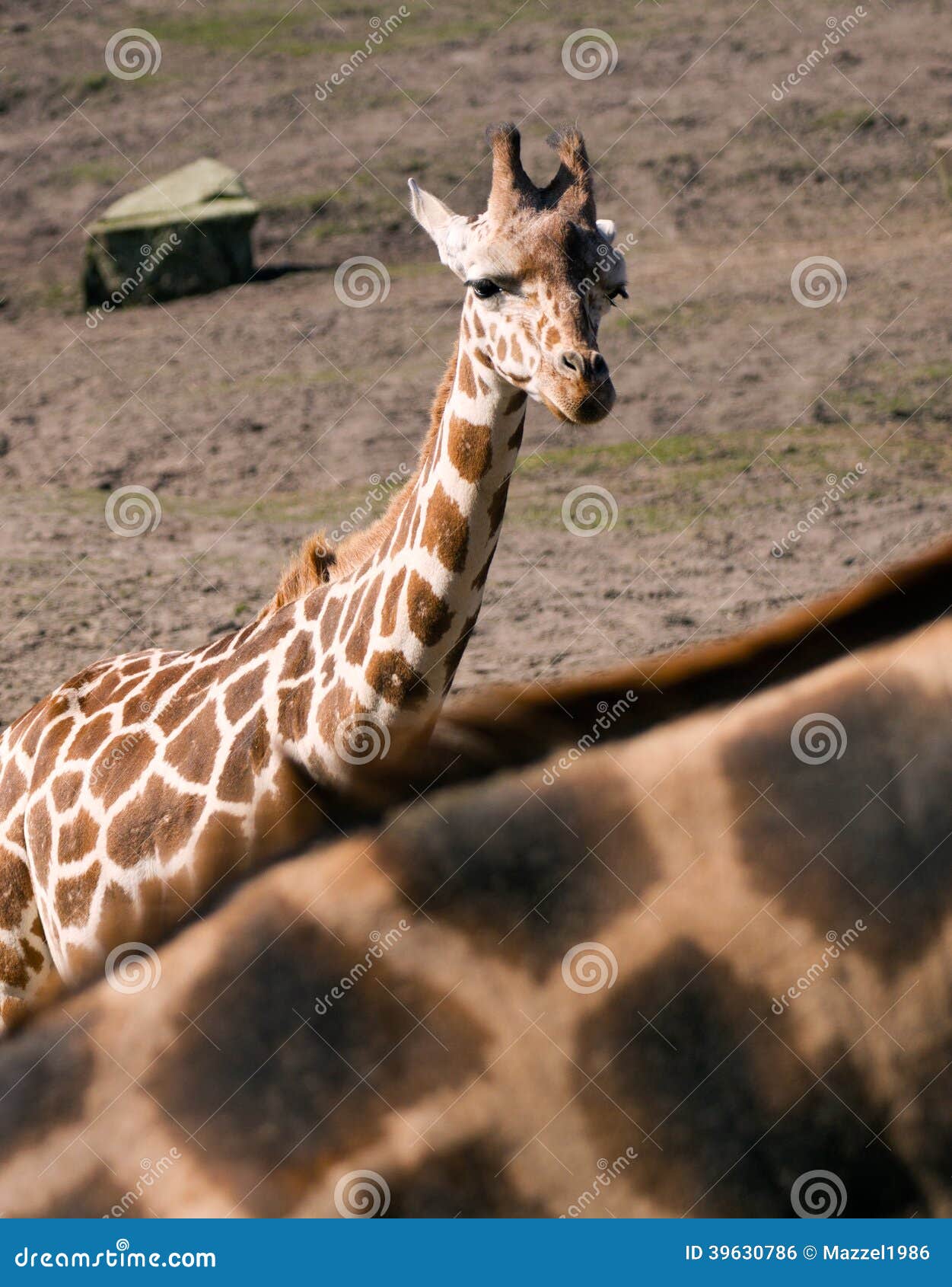 Giraffe stock photo. Image of giraffe, giraffa, savanna - 39630786