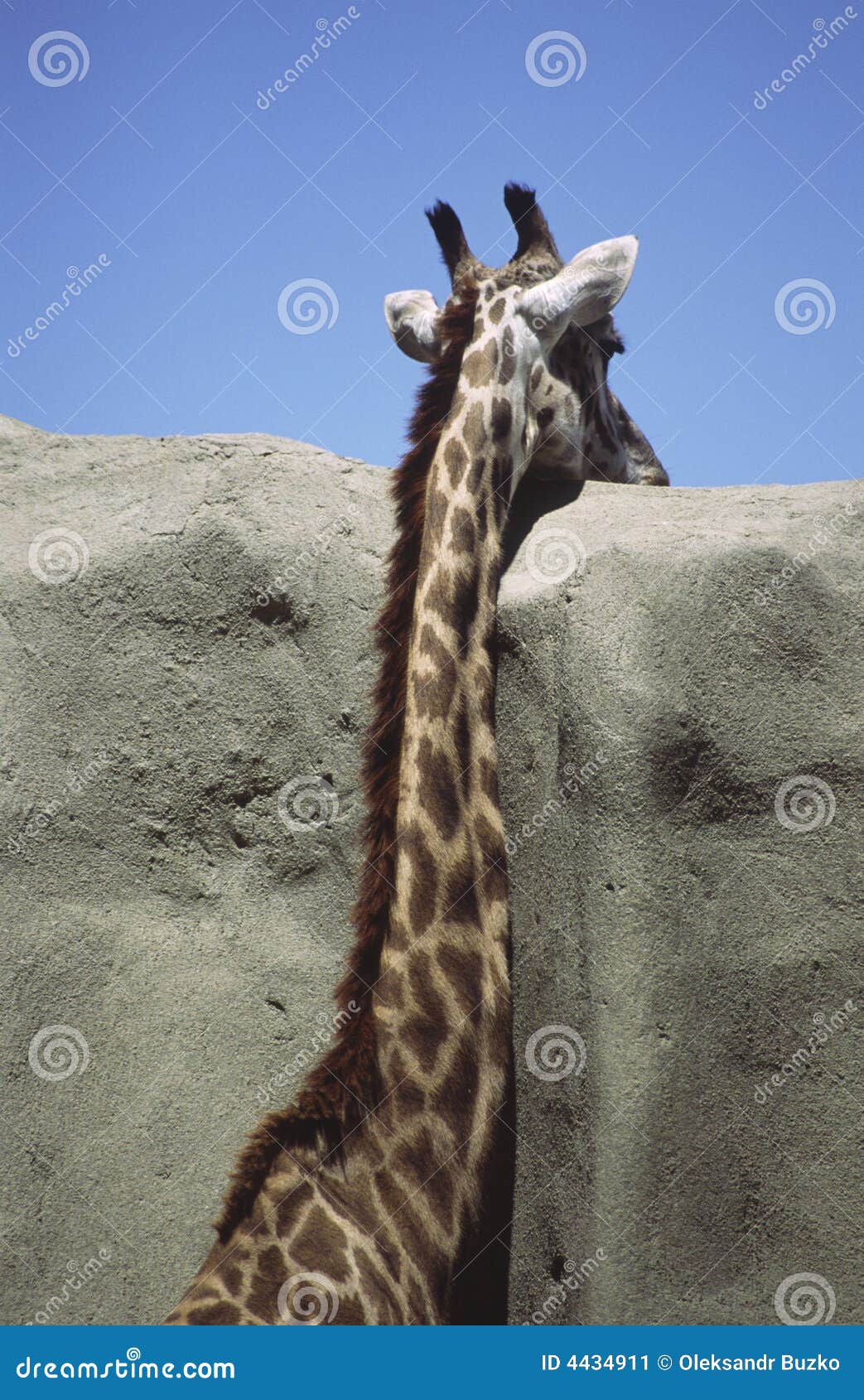 Giraffe Looking Over a Stone Wall Stock Image - Image of curiosity ...