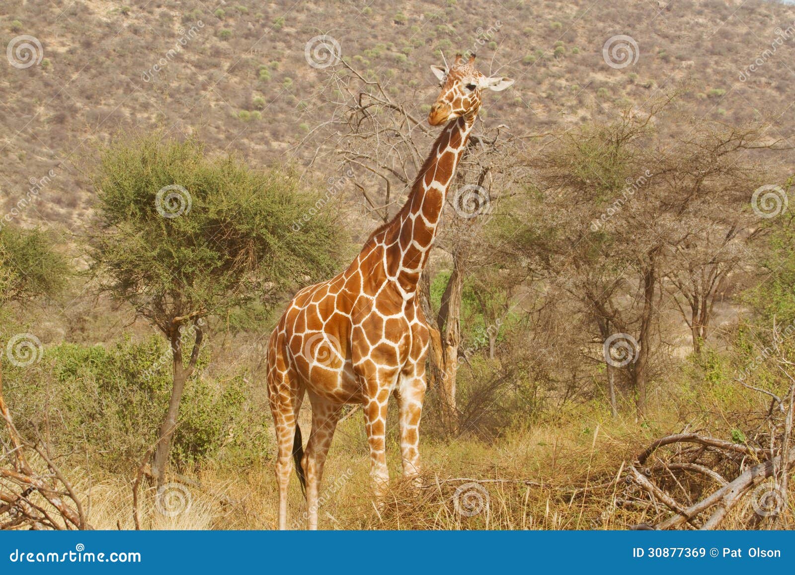 Giraffe looking stock image. Image of high, landscape - 30877369