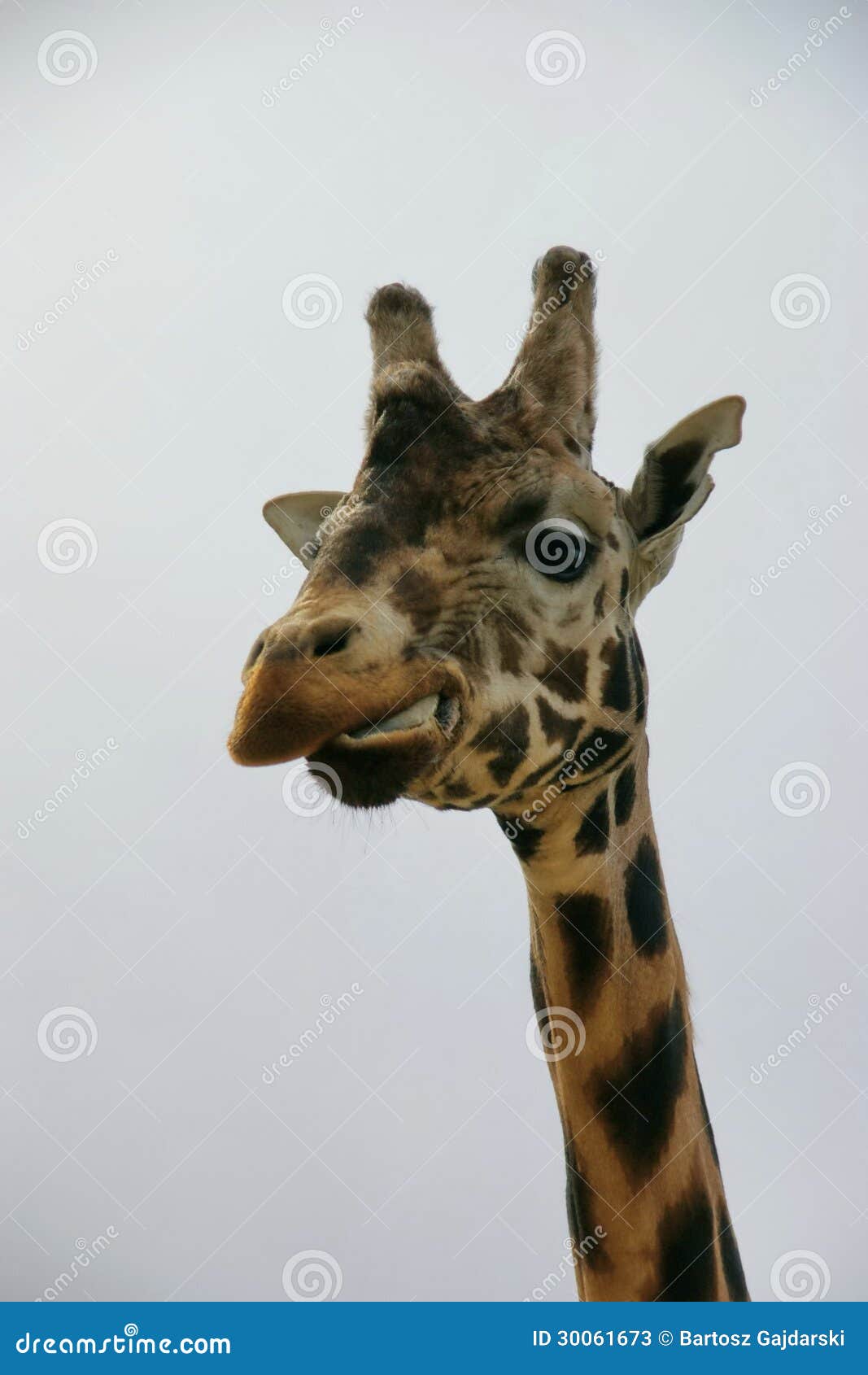 Giraffe looking at you stock image. Image of coloration - 30061673