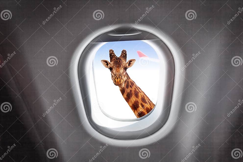 Giraffe Looking through a Plane`s Window Stock Photo - Image of look ...