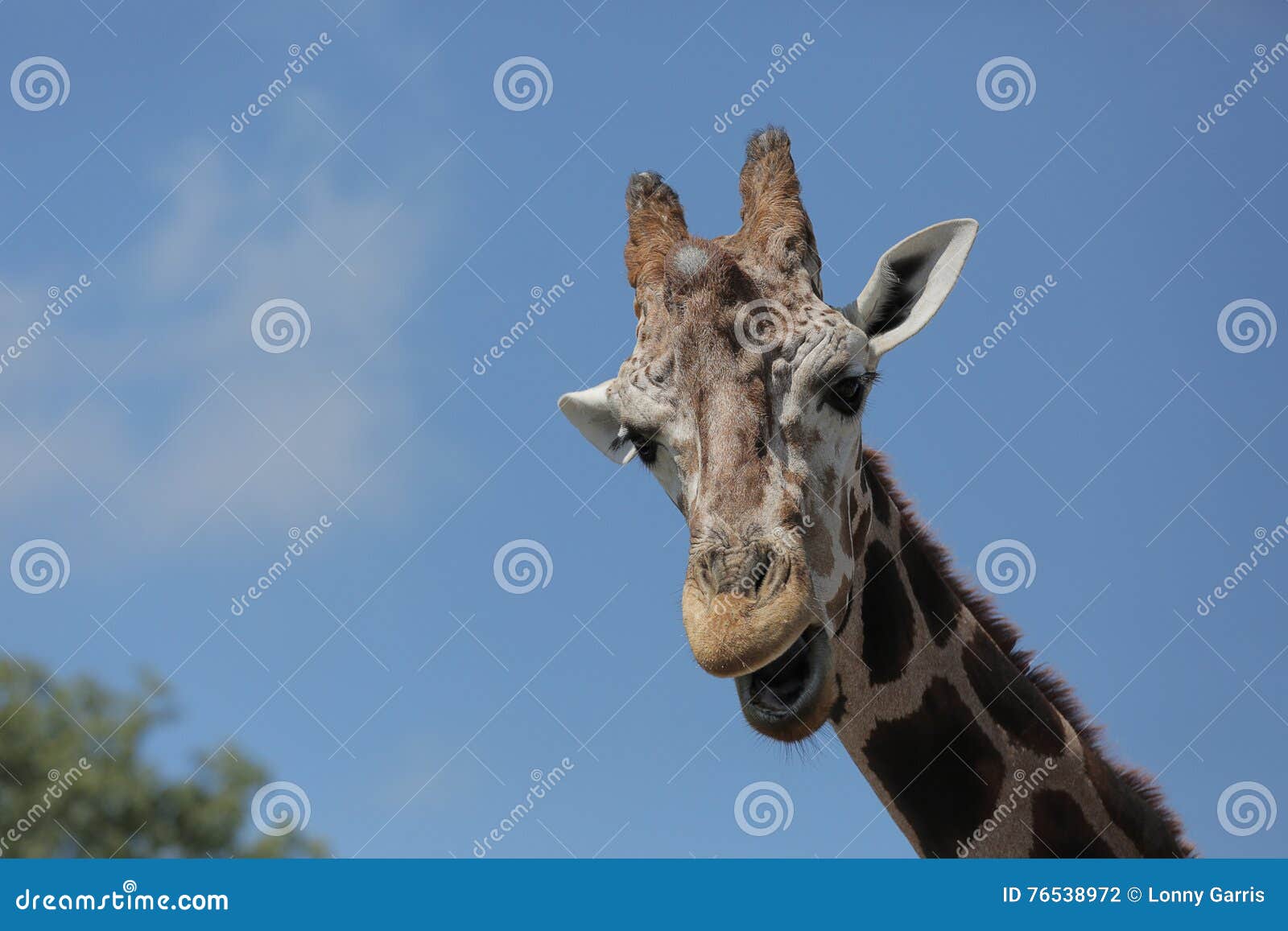 Giraffe looking sideways stock photo. Image of camelopardalis - 76538972