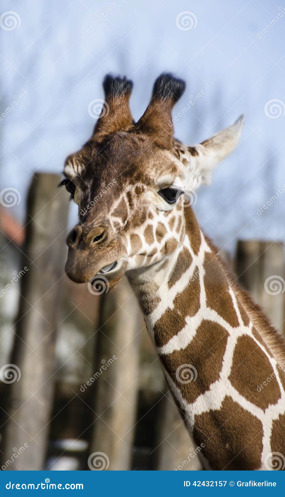 Giraffe looking stock image. Image of camera, mammal - 42432157