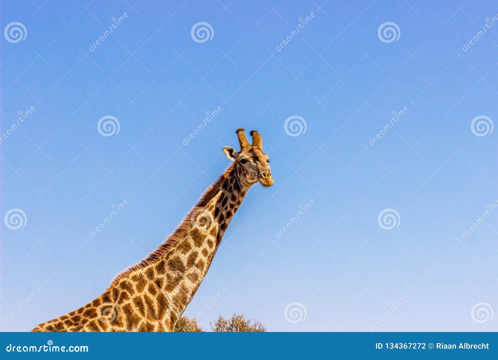 Giraffe Looking at the Camera Stock Photo - Image of neck, tall: 134367272