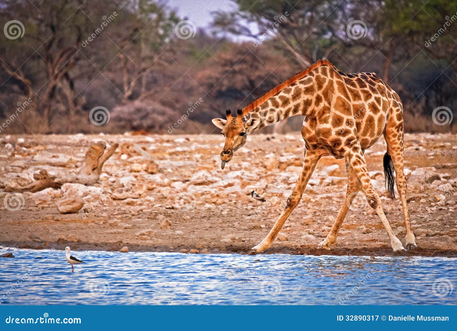 A Giraffe Looking Up from Drinking Stock Image - Image of patterned ...