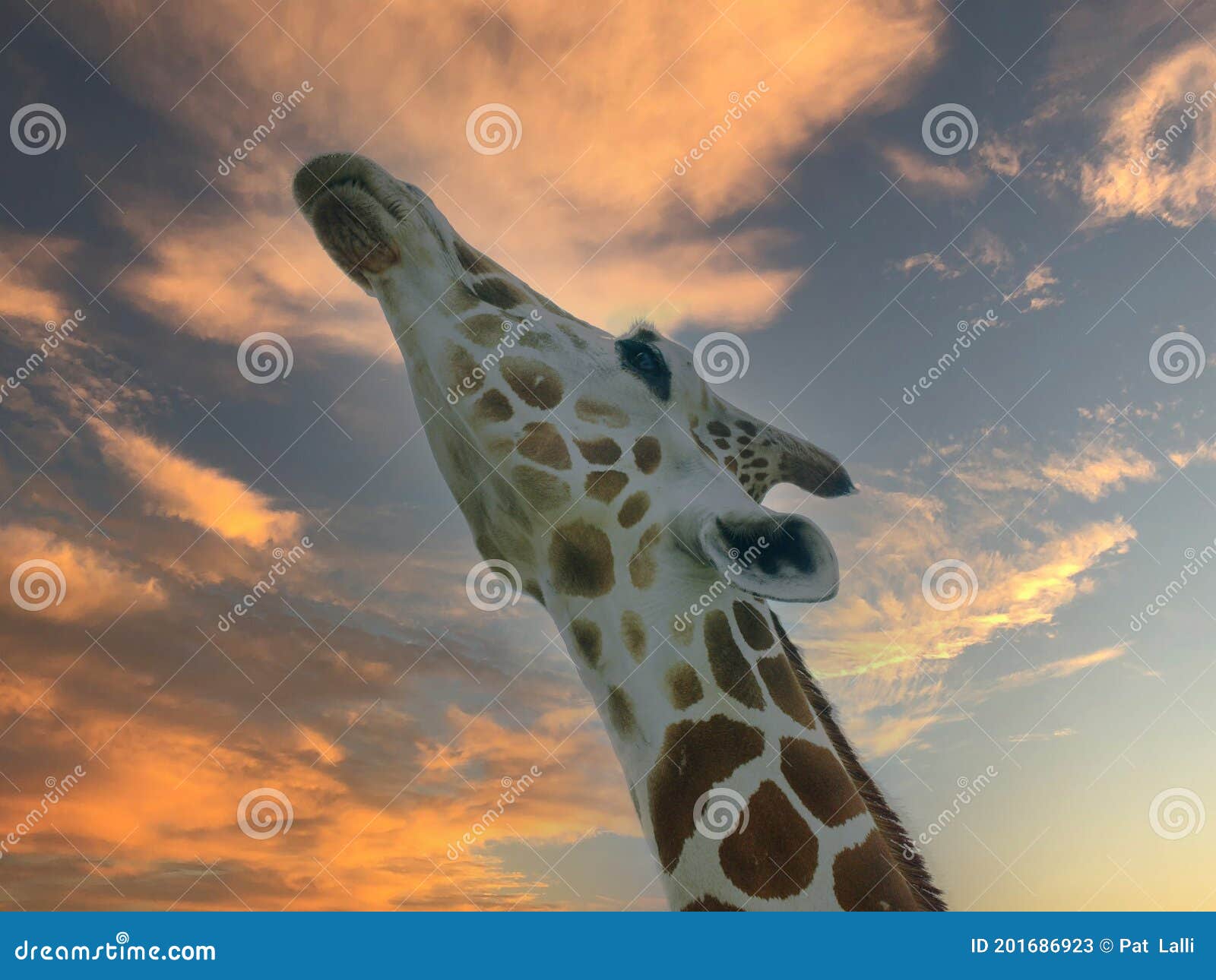 Giraffe Looking Up and Eating at Sunset 2 Stock Image - Image of clouds ...