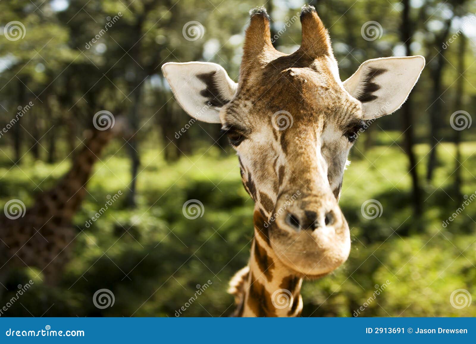 Giraffe looking at you stock image. Image of long, grass - 2913691