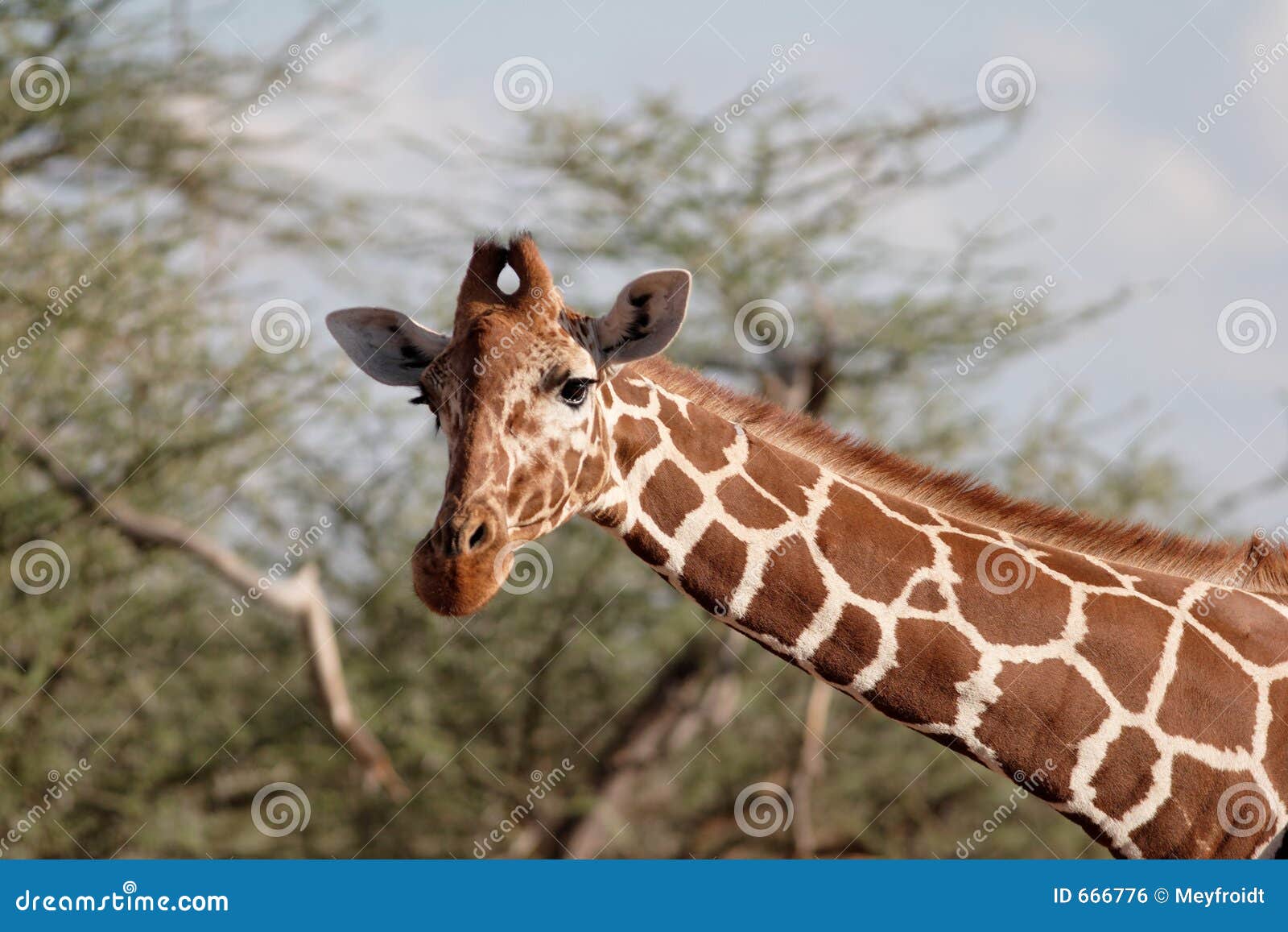 Giraffe looking at you stock photo. Image of long, inquisitive - 666776