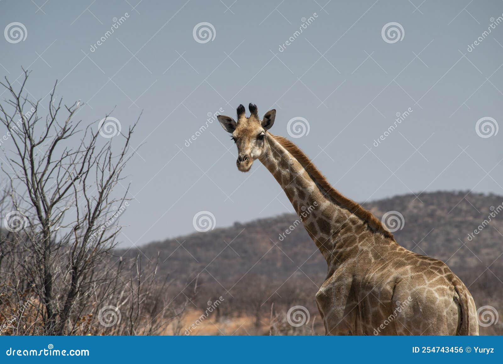 Giraffe looks back stock photo. Image of sunny, giraffe - 254743456